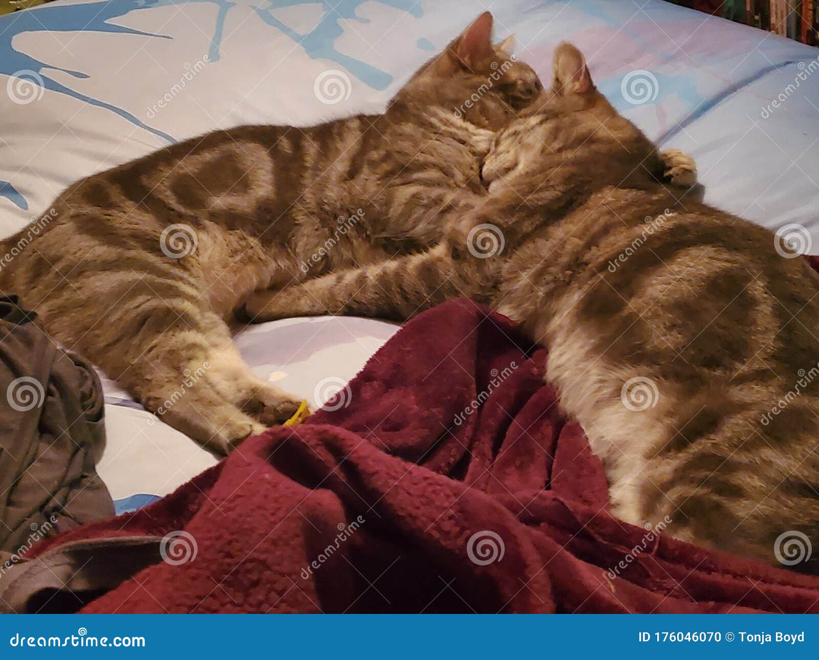 Yin Yang Twins stock photo. Image of twins, peace, yang - 176046070