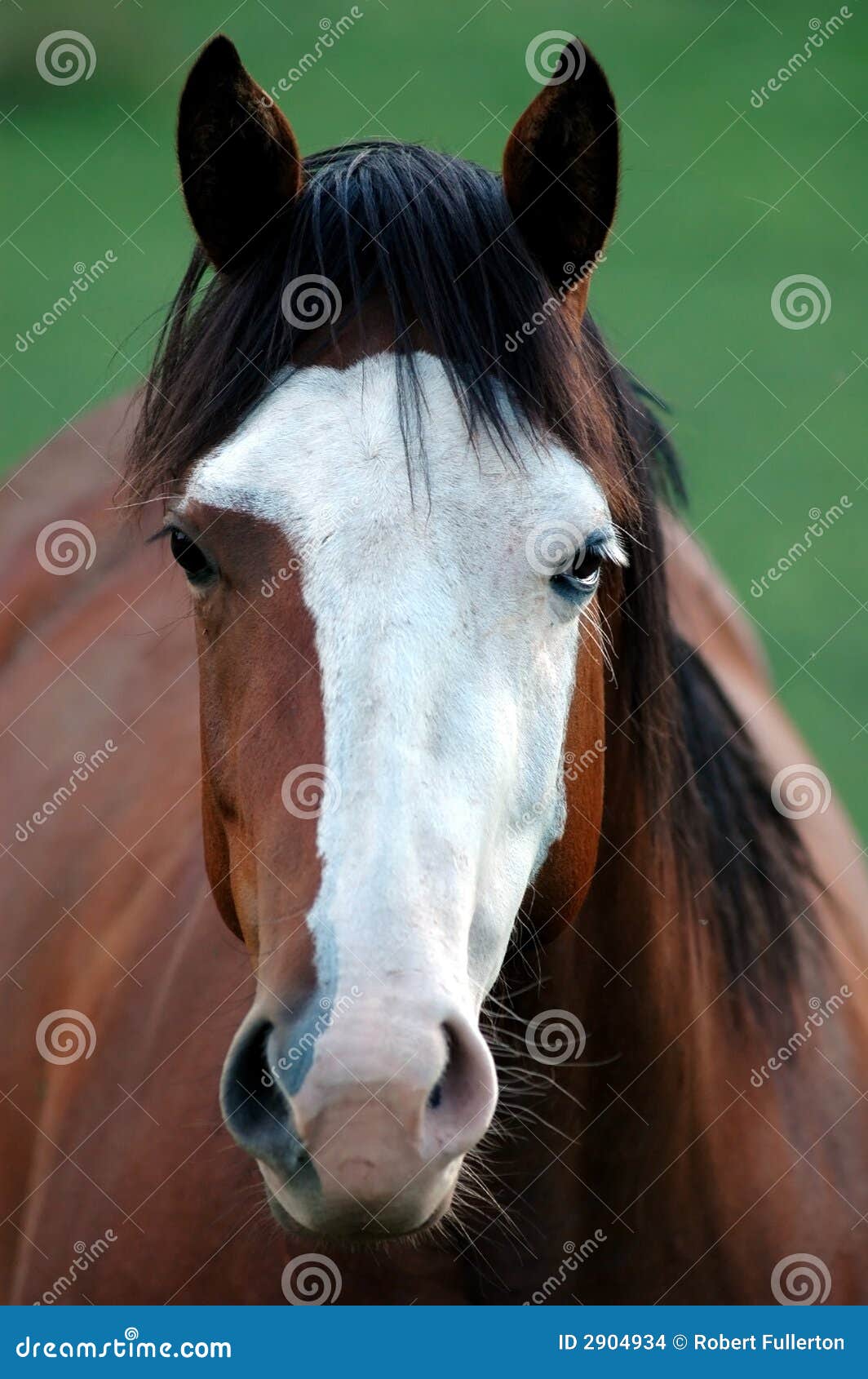 14,532 Mare Face Photos - Free & Royalty-Free Stock Photos from Dreamstime