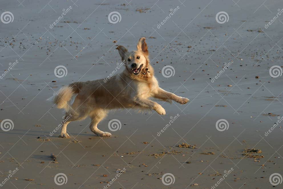 Yippee! stock photo. Image of walking, anticipating, leaping - 65252