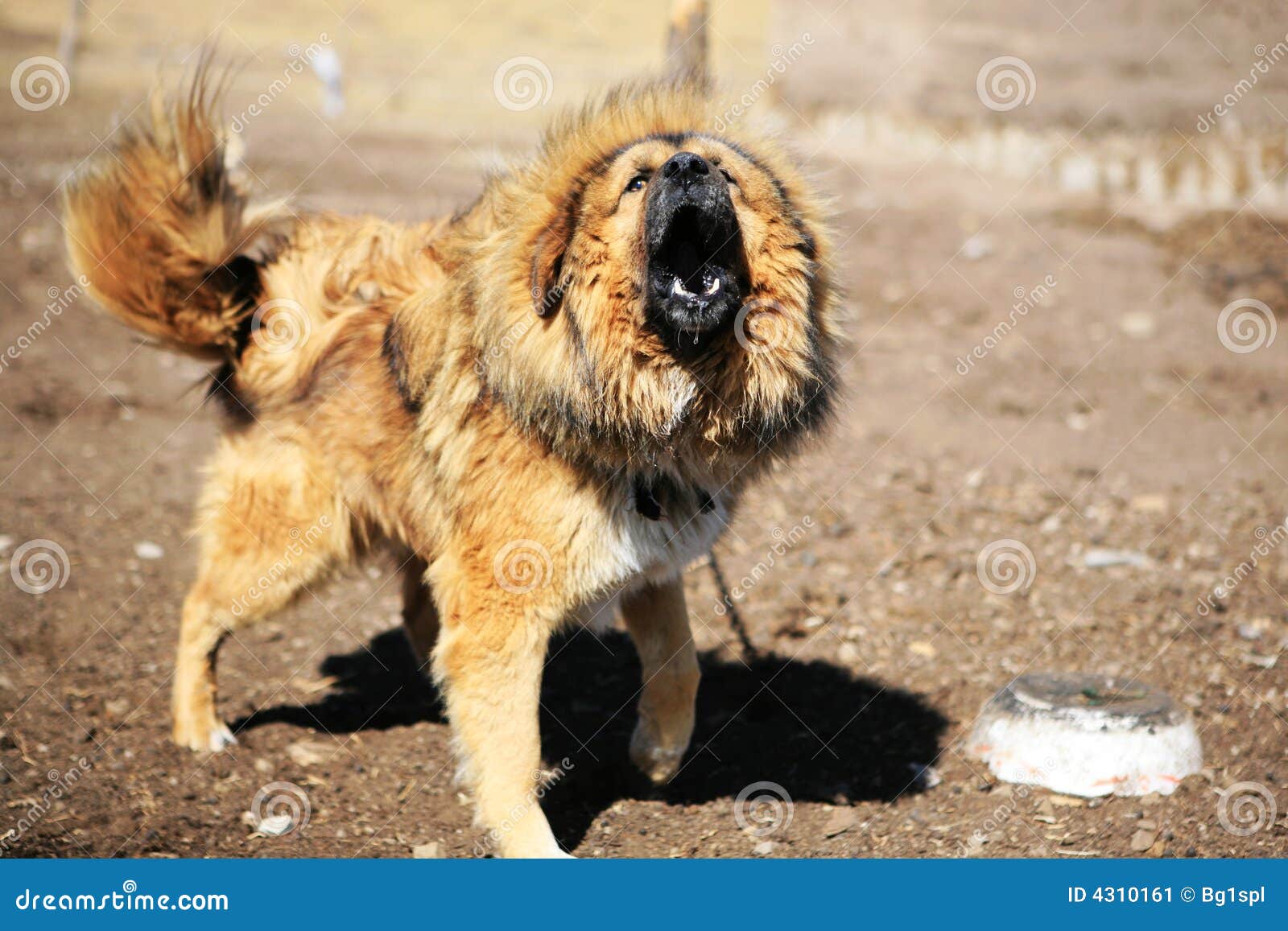 Yipping Tibetan Mastiff stock image. Image of tibetan - 4310161