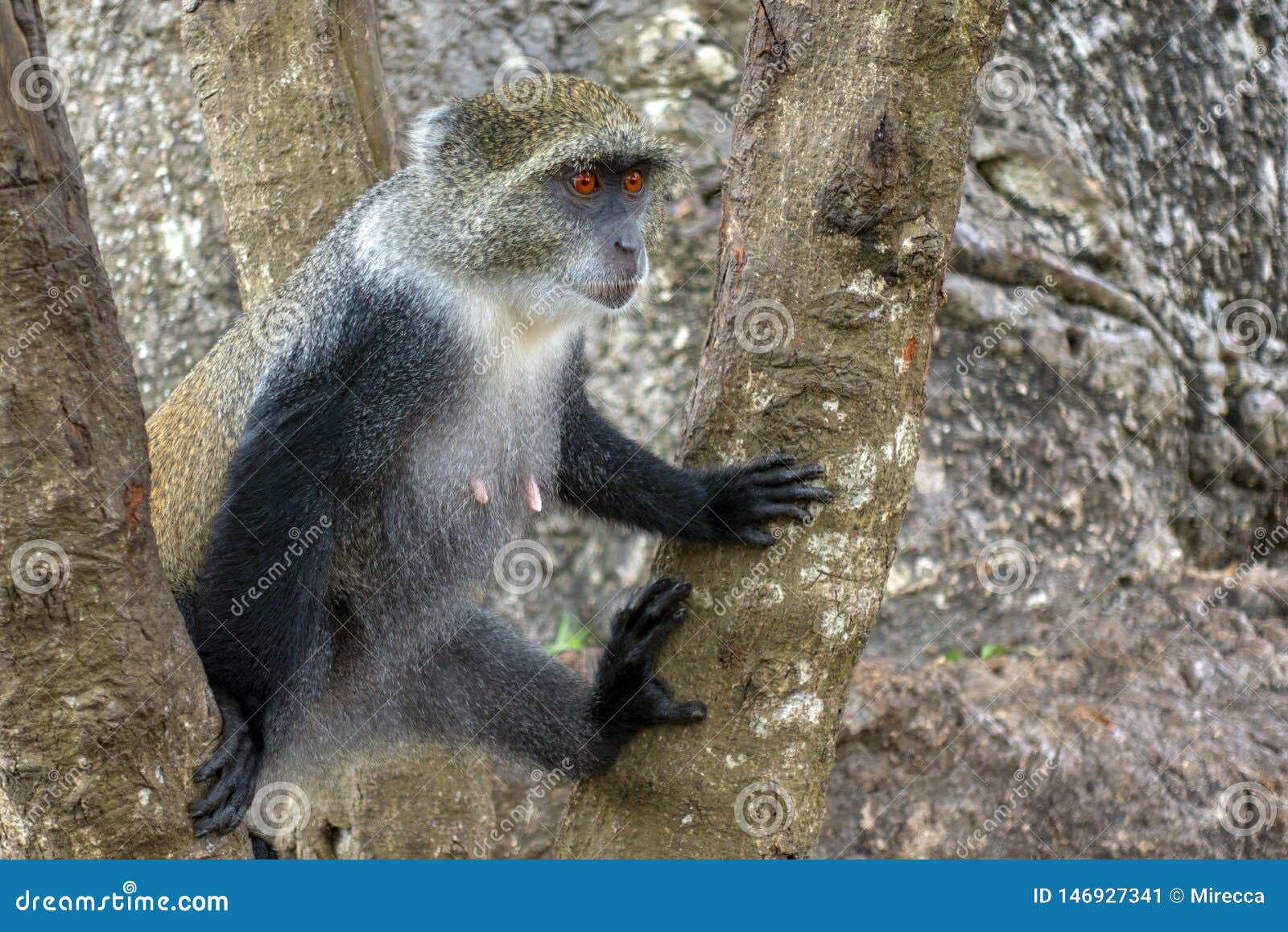 Sykes` Monkey Cercopithecus Albogularis,close-up in Forest. Zanzibar ...