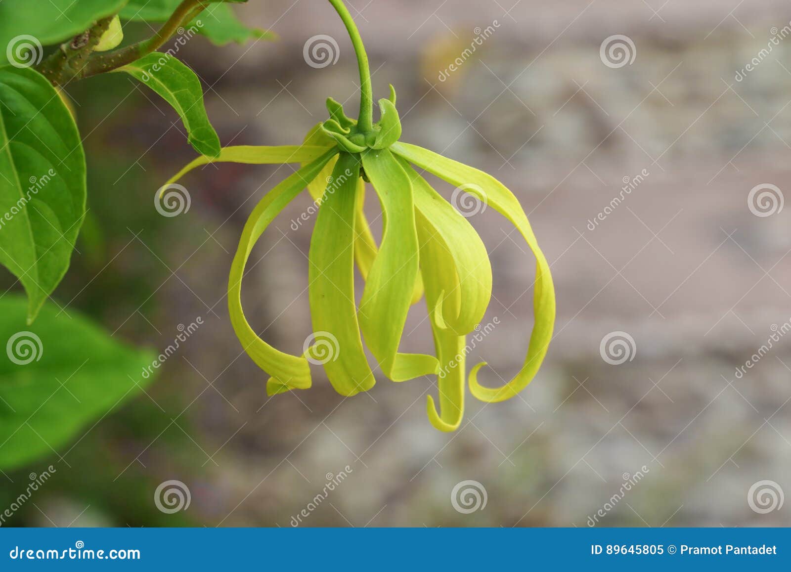 Ylang Flowers on Tree , Thailand Cananga Odorata Stock Image - Image of ...