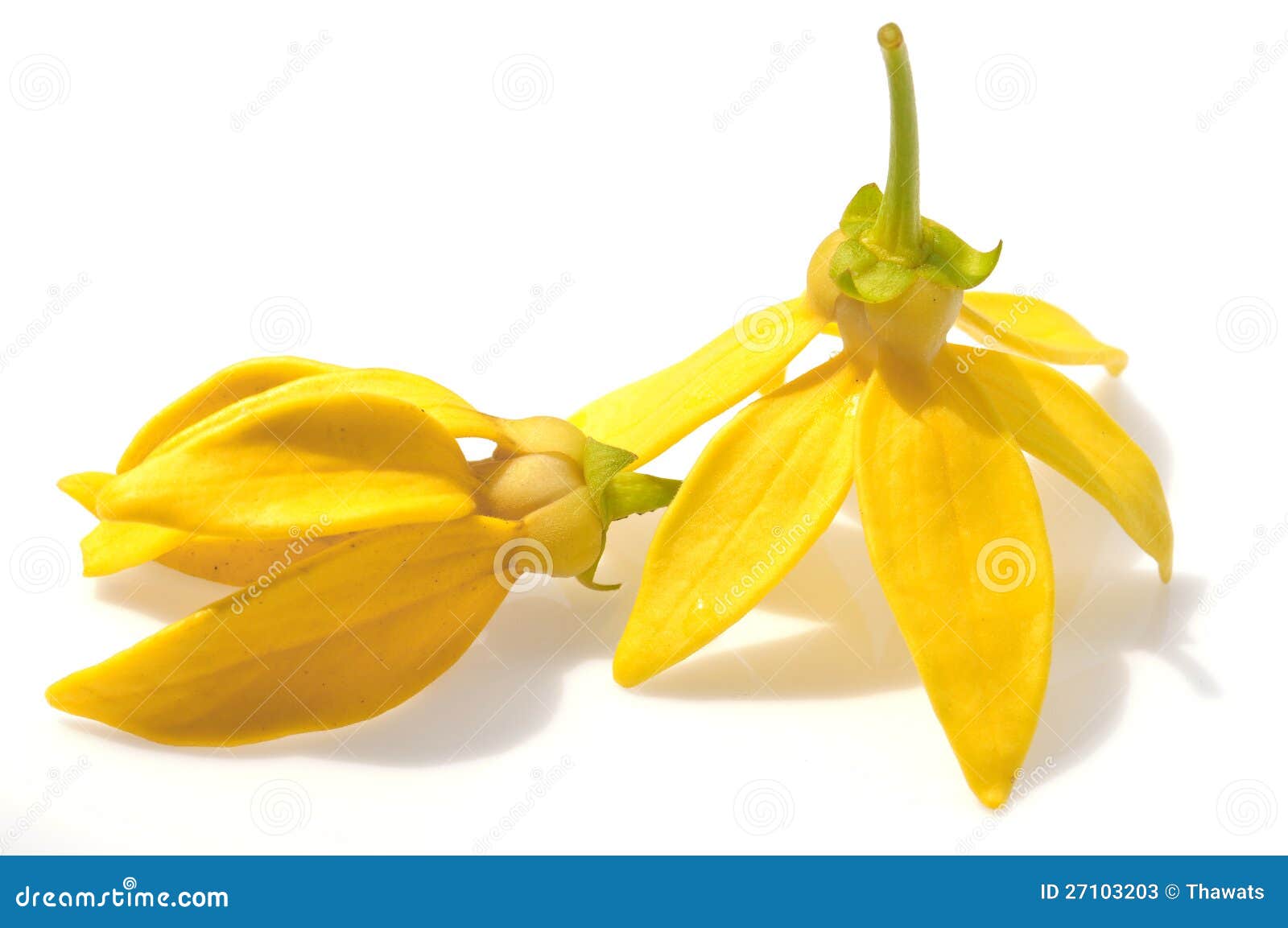 Ylang-Ylang Flower stock image. Image of perfumery, flower - 27103203