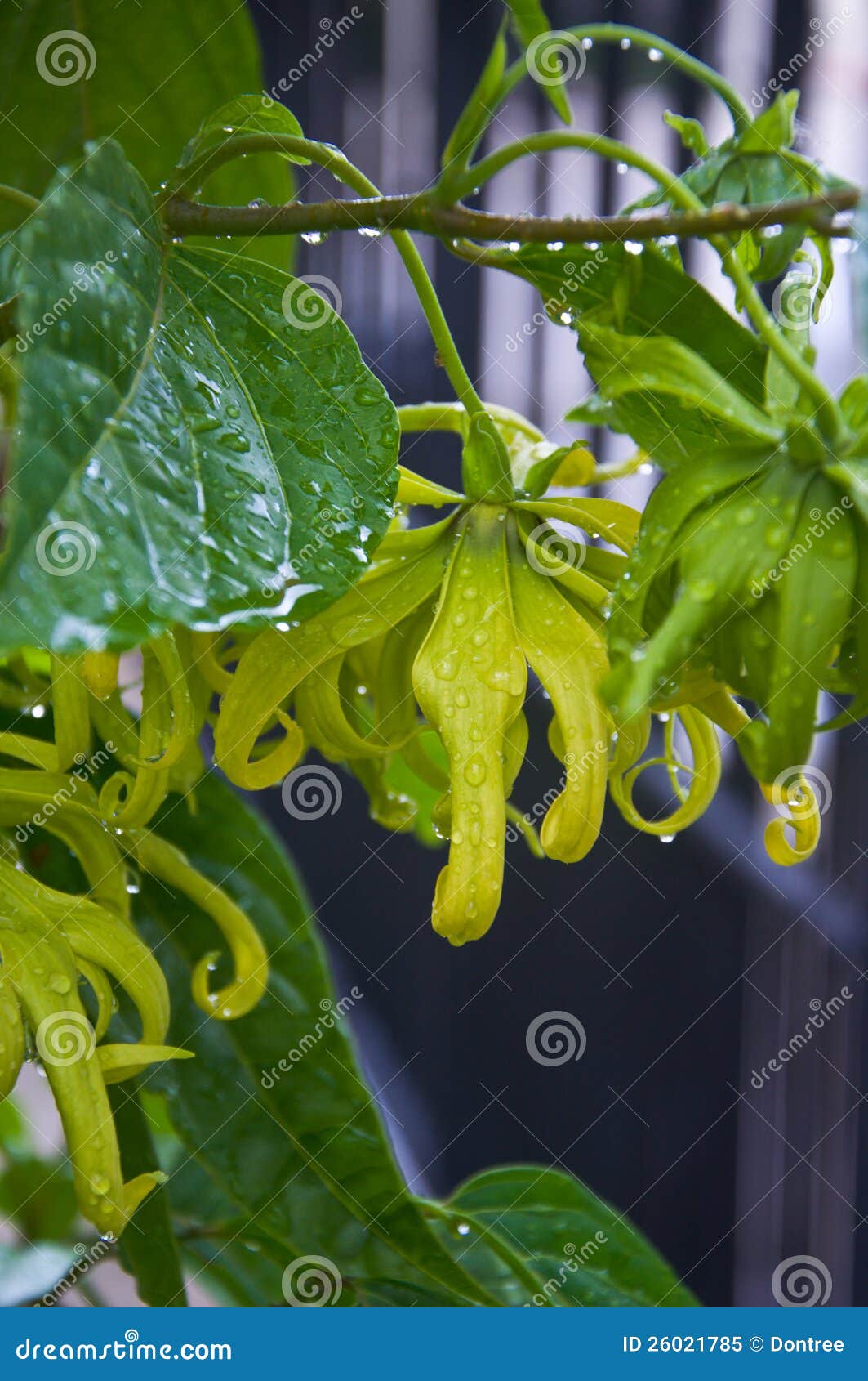 Ylang-Ylang flower on tree stock image. Image of essential - 26021785