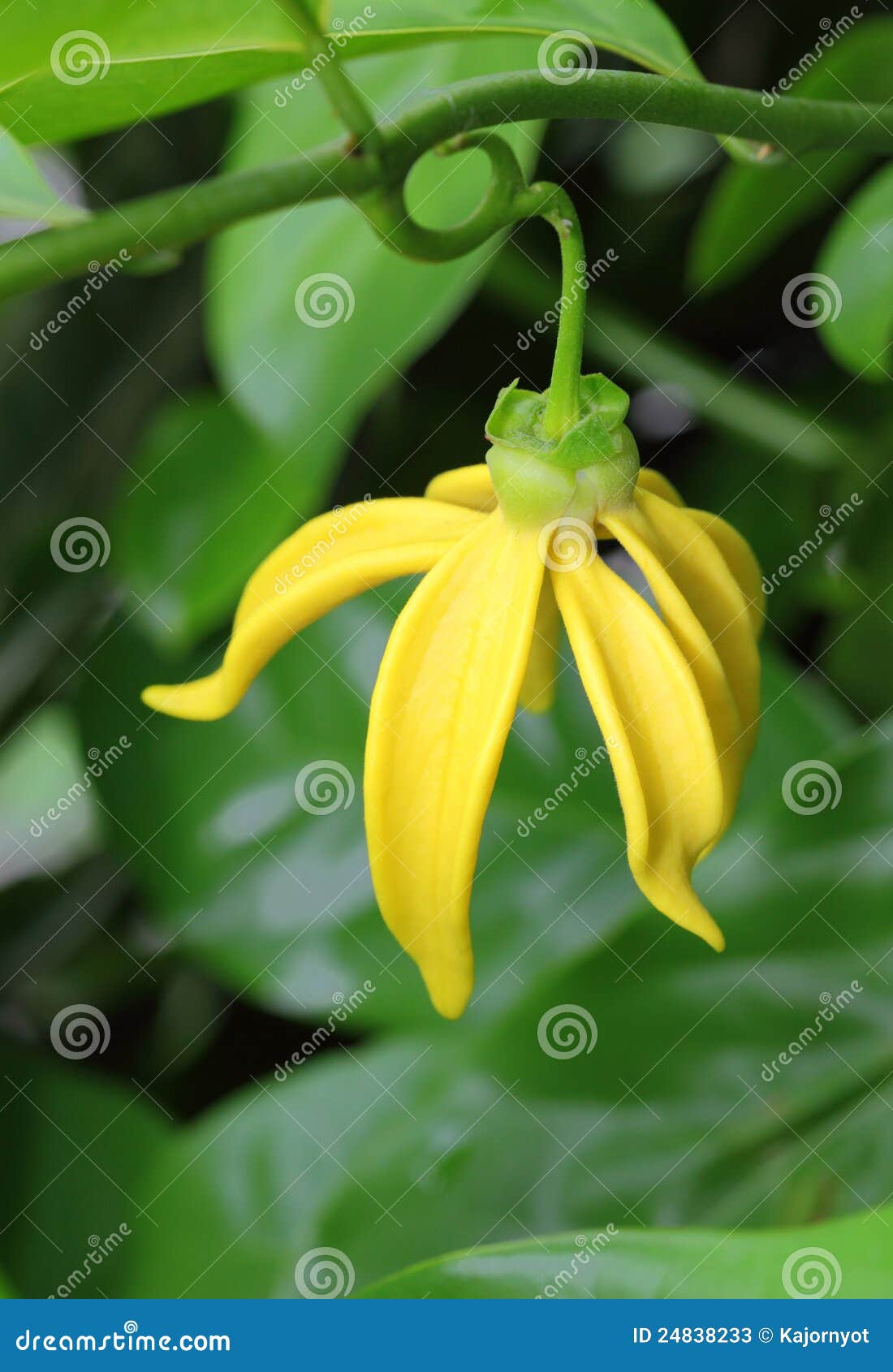 Ylang-Ylang Flowers stock image. Image of flower, macro - 24838233