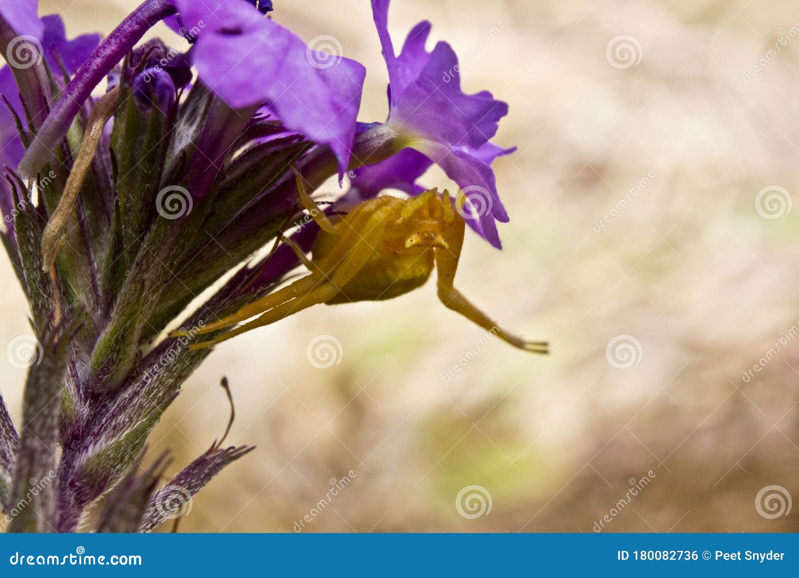 Yllow Spider Hiding Under a Flower Stock Photo - Image of insect, herb ...