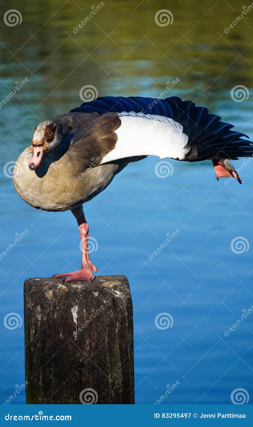 Yoga duck. stock image. Image of aquatic, nature, water - 83295497
