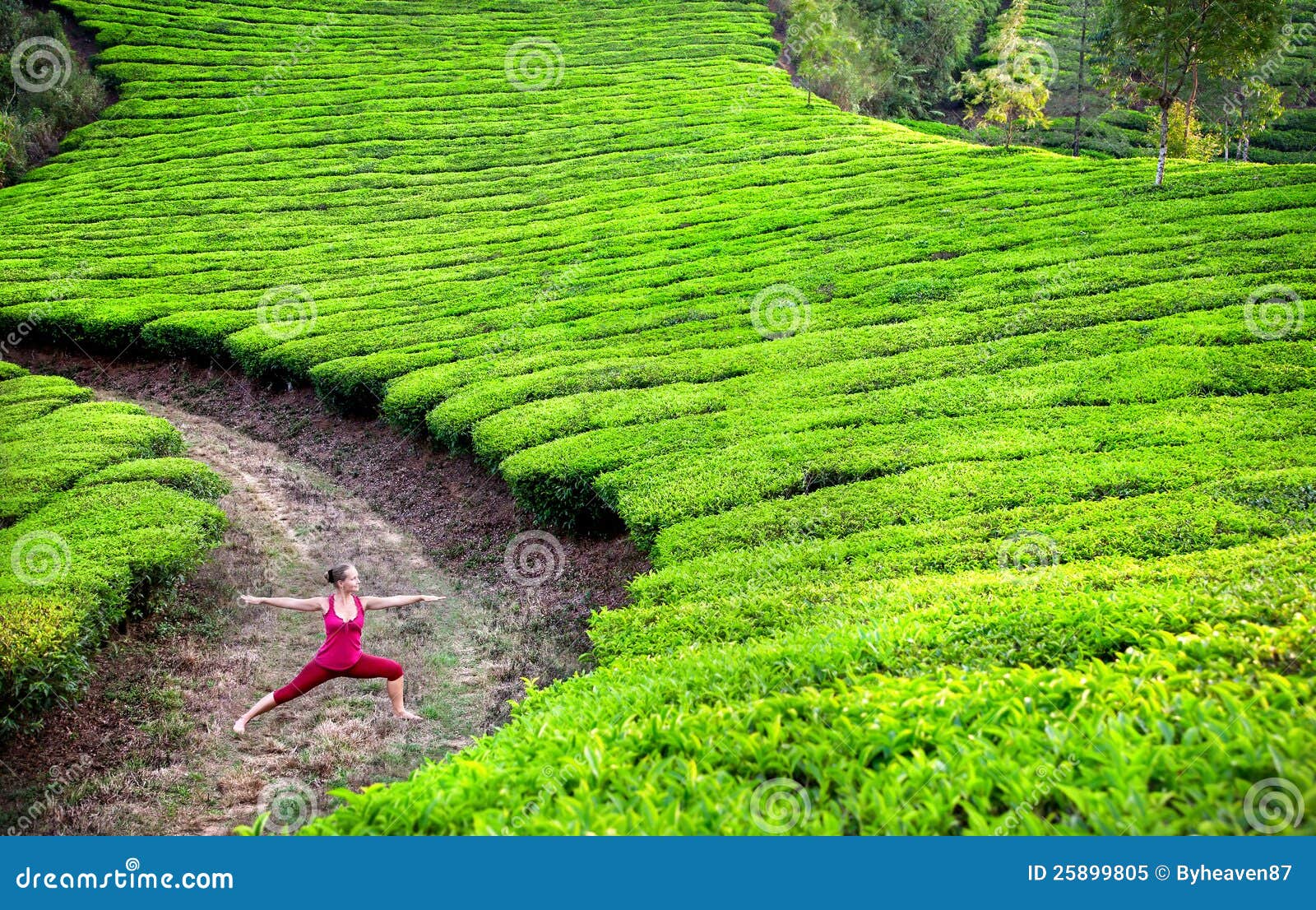 Yoga Warrior Pose in Tea Plantations Stock Image - Image of fitness ...