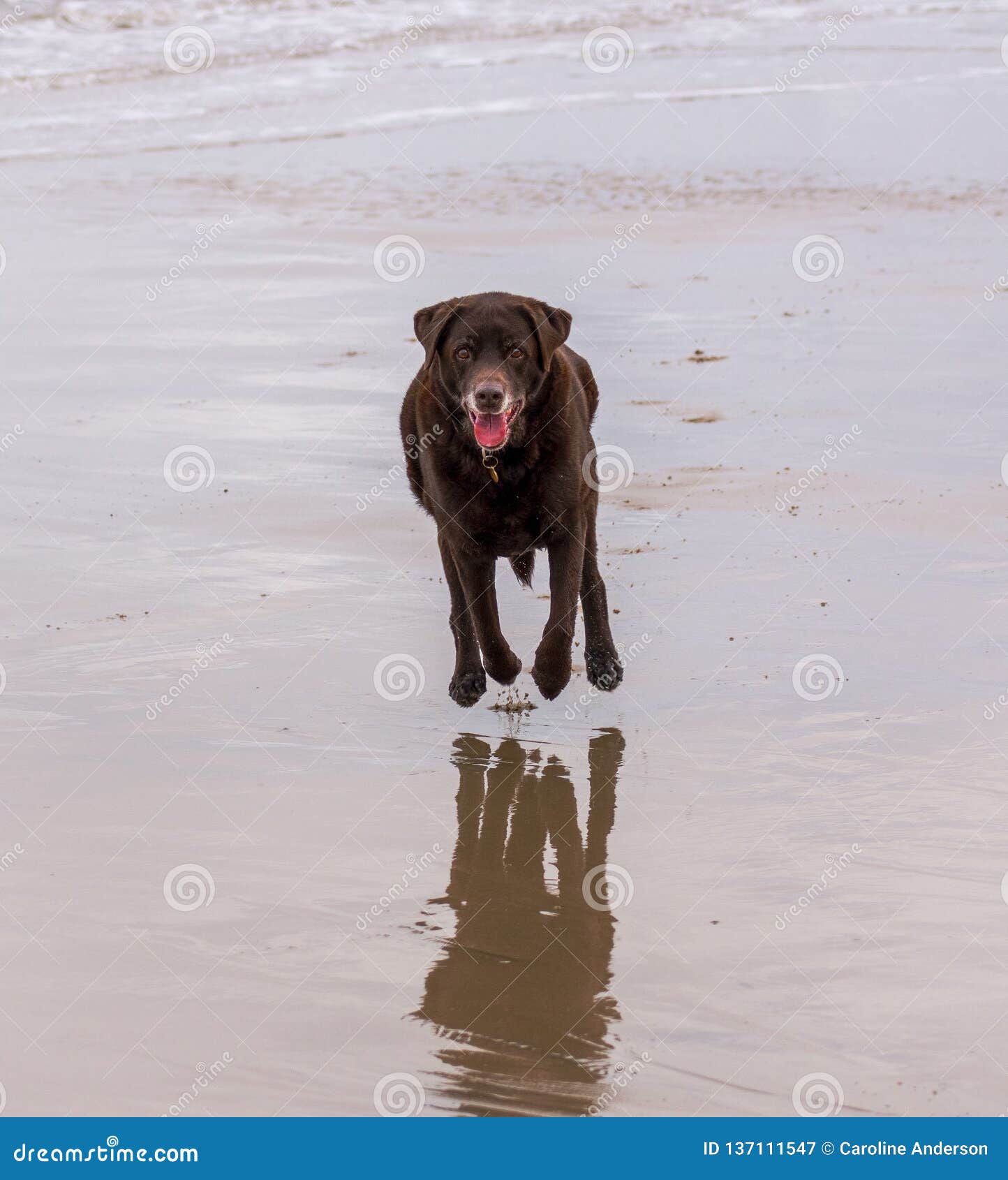 Old Chocolate Labrador, Running on the Beach, All 4 Paws Off the Ground ...