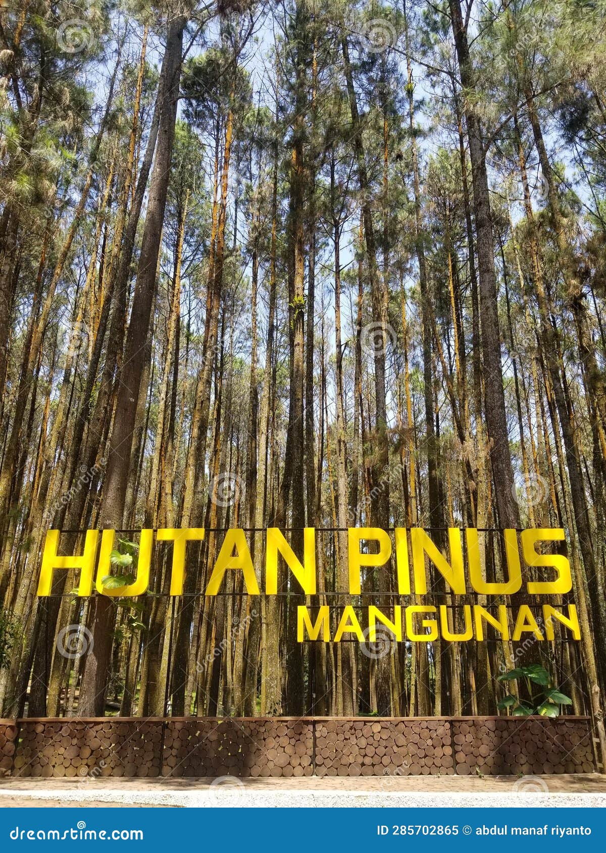 Yogyakarta Mangunan Pine Forest Editorial Photo | CartoonDealer.com ...