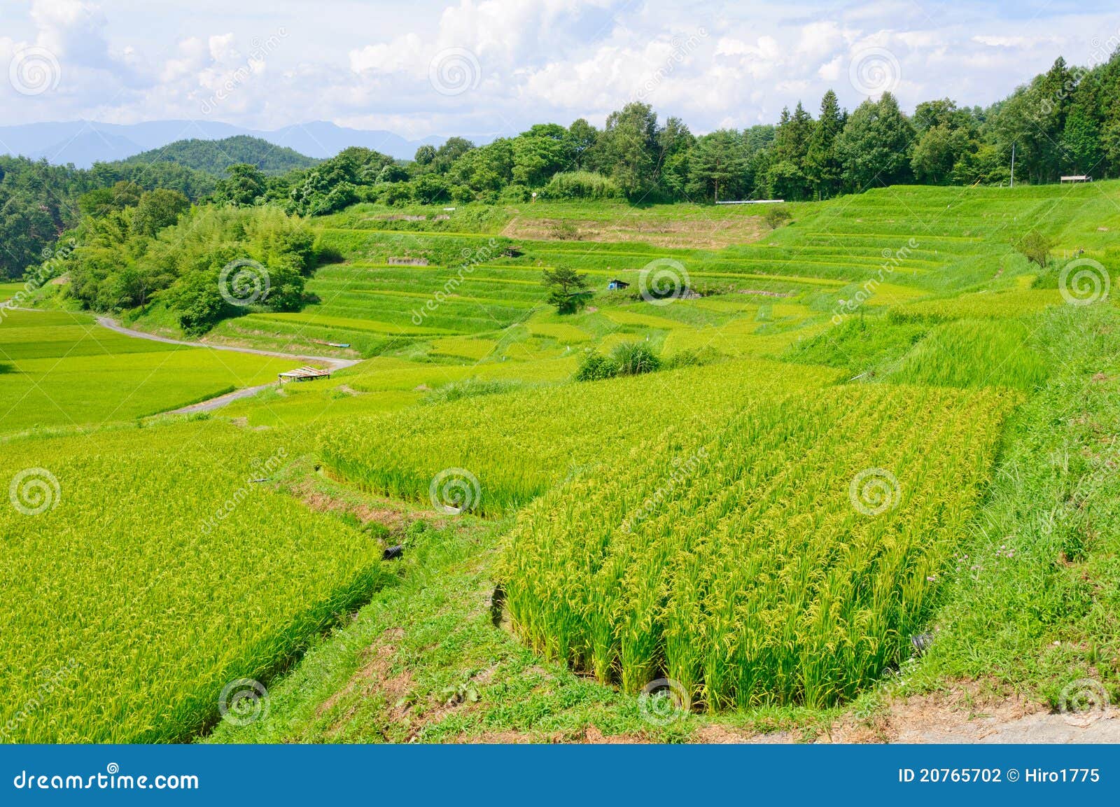 Yokone rice fields stock photo. Image of south, nagano - 20765702