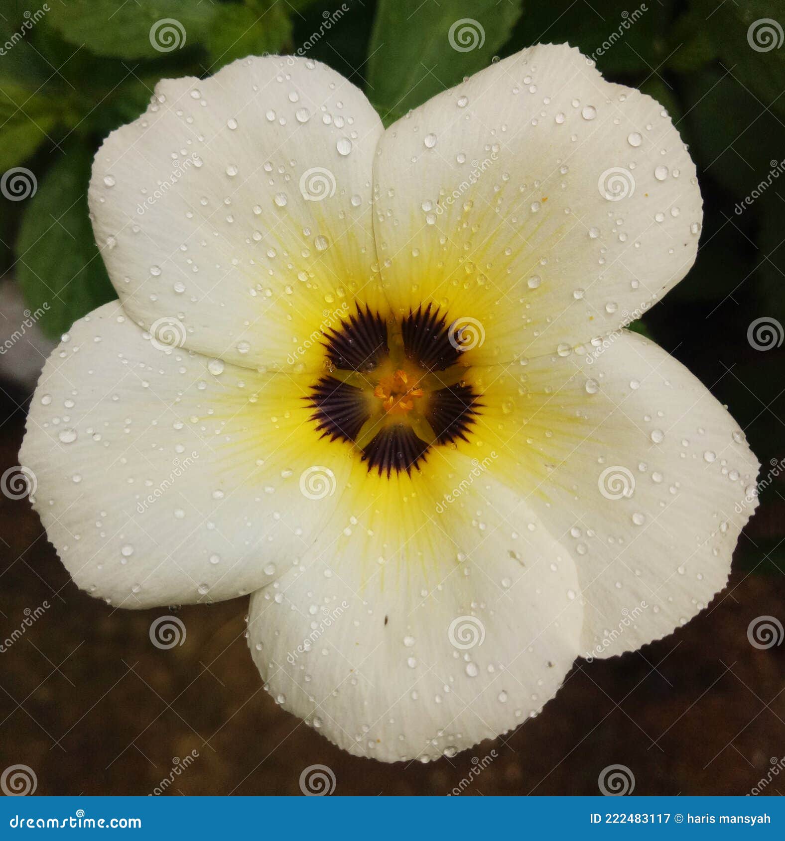Yolanda flower stock image. Image of yellow, moon, white - 222483117