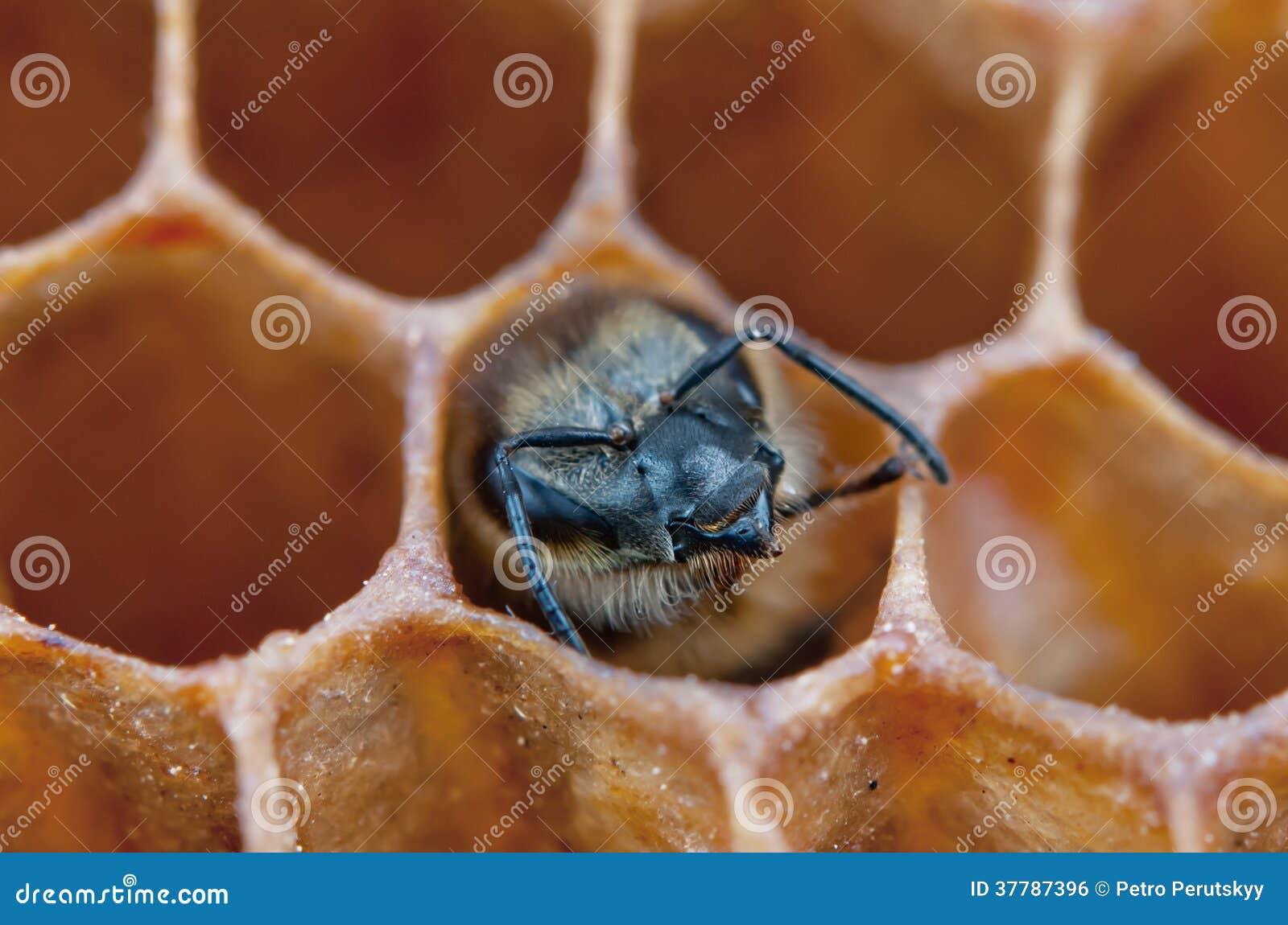 Yong bee stock photo. Image of beehive, busy, yellow - 37787396