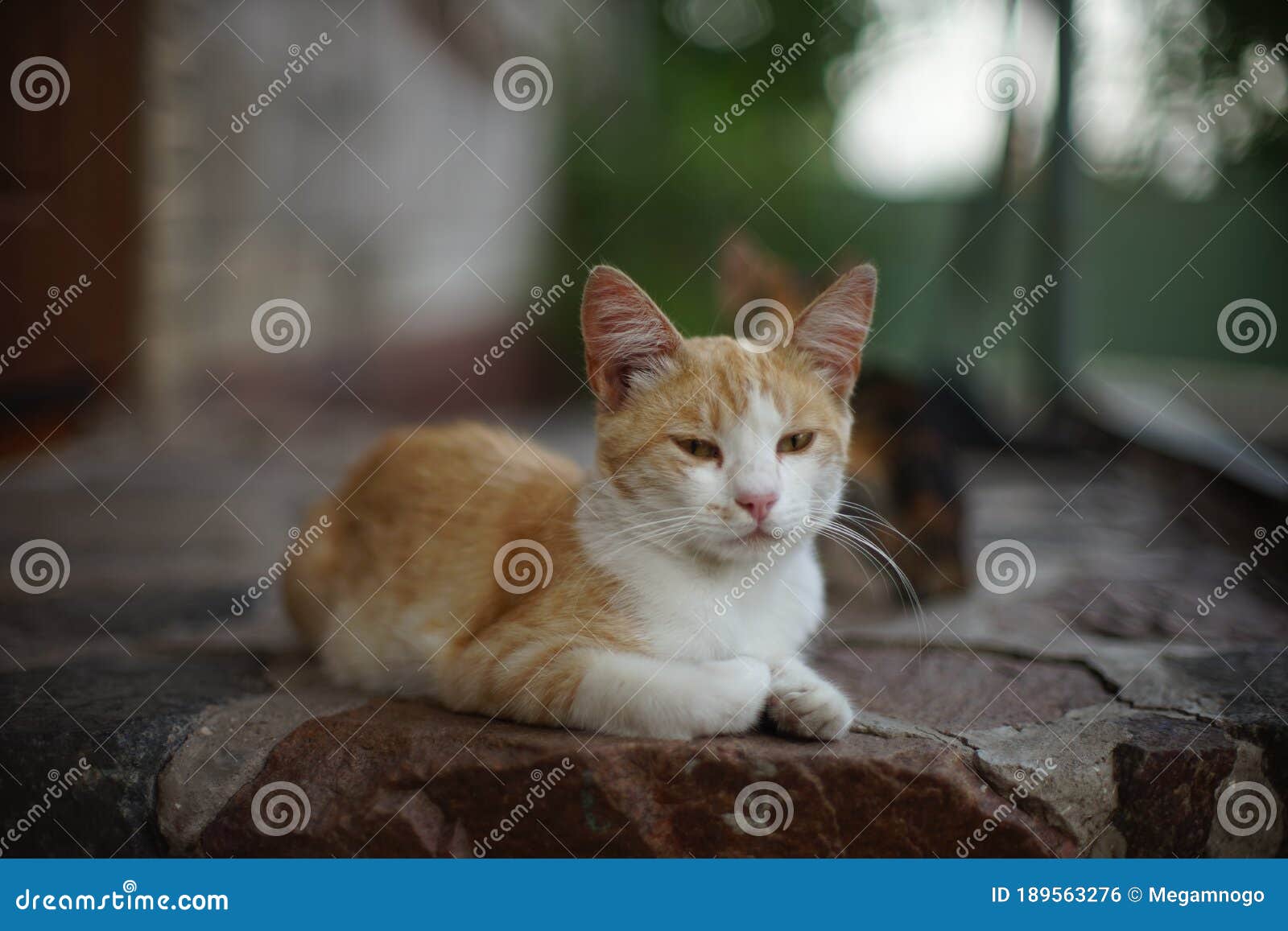 Yong Ginger-white Cat Relax in the Summer Yard Stock Photo - Image of ...