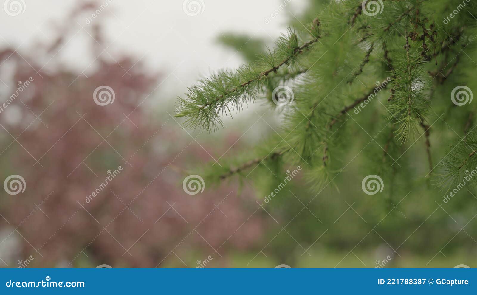 Yong Larch Branches in Spring Stock Image - Image of nature, detail ...