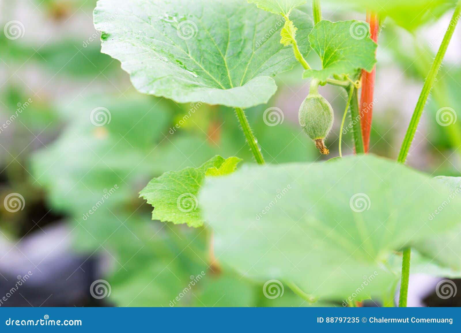 Yong Melon Seeding Damage by Insect Stock Image - Image of damage ...