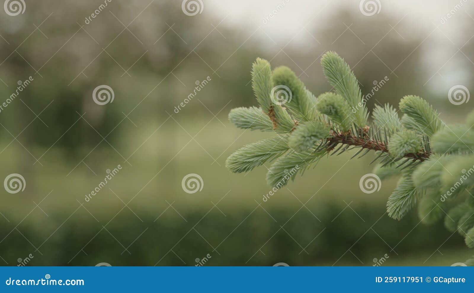 Yong Spruce Branches in Spring Stock Image - Image of tree, nature ...