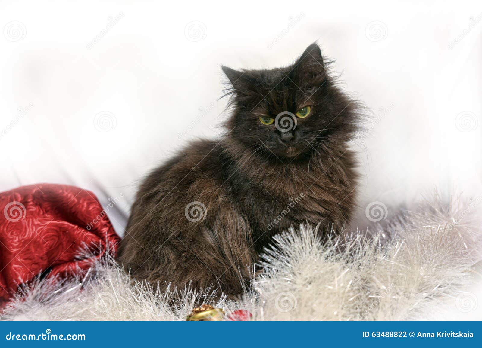 York Chocolate Cat stock photo. Image of claw, funny - 63488822