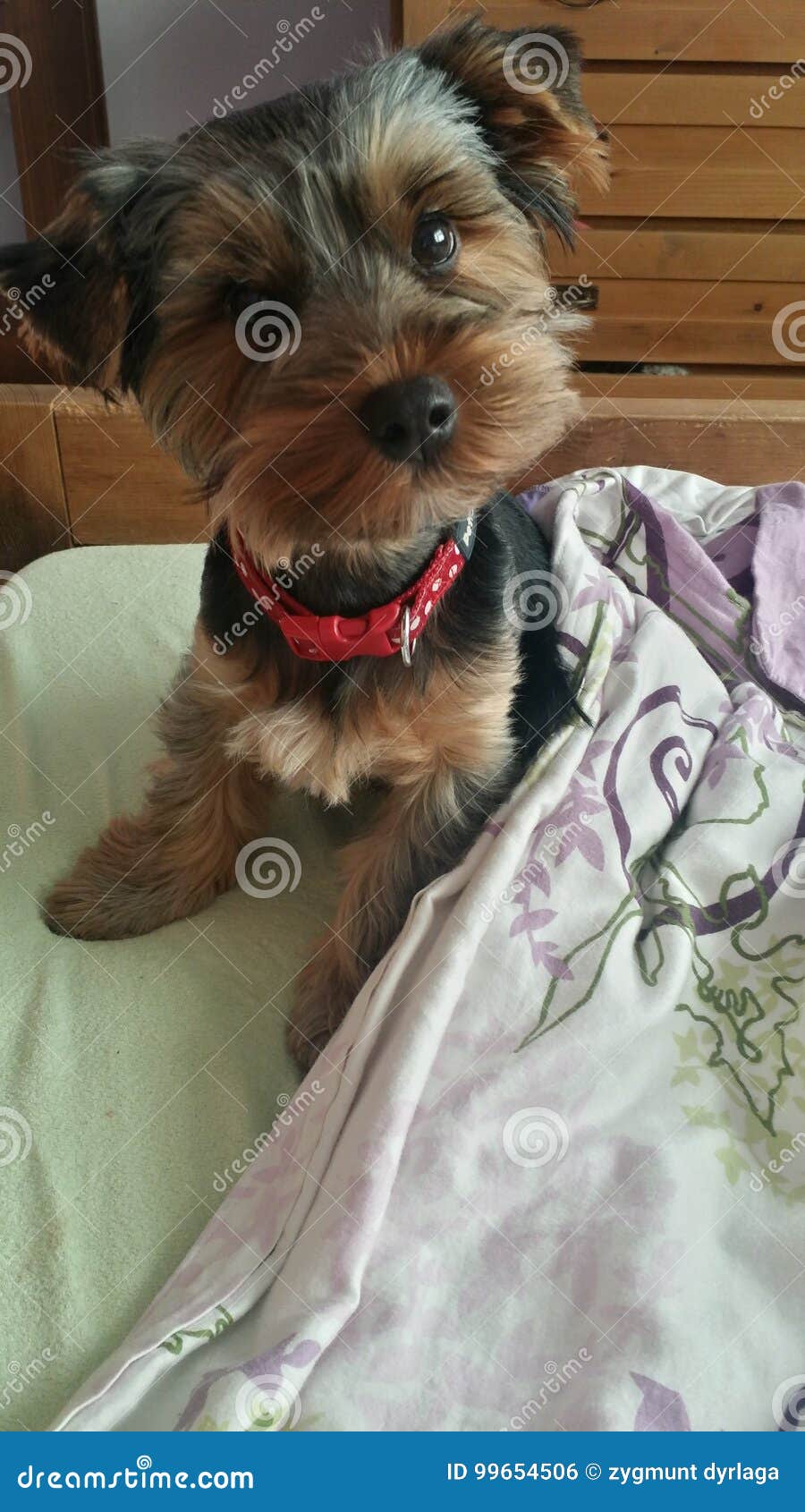 York stock photo. Image of pluszak, szczeniak, zwierzyniec - 99654506