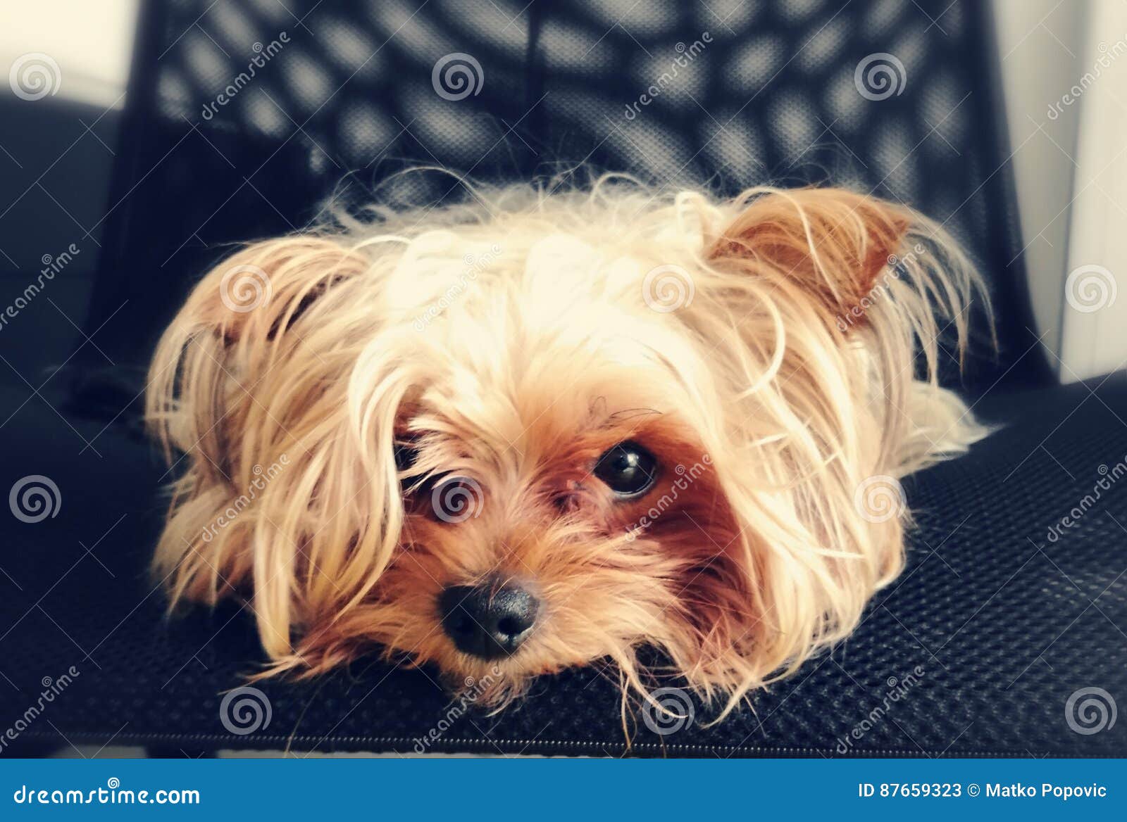 Yorki Terrier stock image. Image of yorki, yorkshire - 87659323