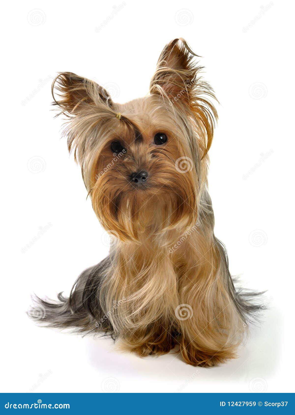 Yorkie stock image. Image of white, young, look, hairy - 12427959