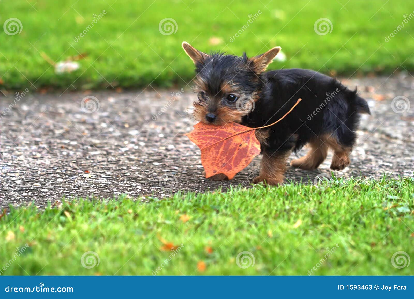 Yorkie stock image. Image of obedience, yorkshire, animal - 1593463