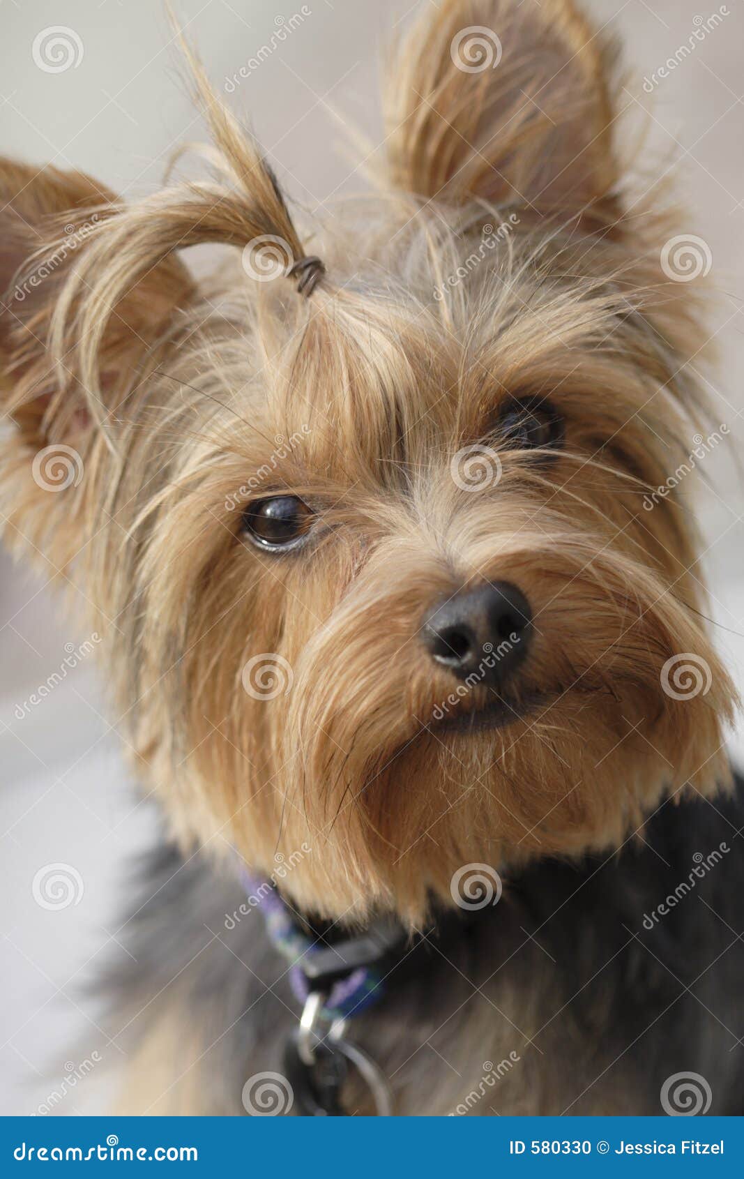 Yorkie 2 stock photo. Image of canine, bred, show, terrier - 580330