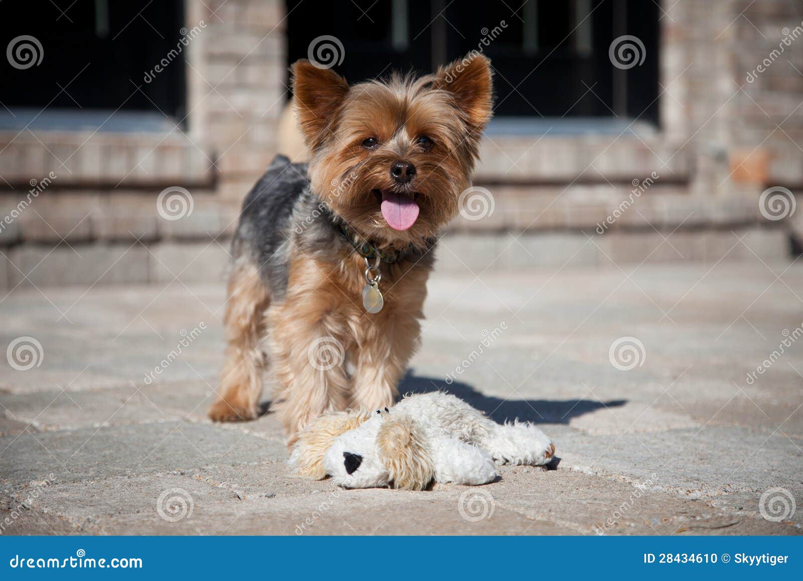 Yorkie stock photo. Image of companion, house, yorkie - 28434610