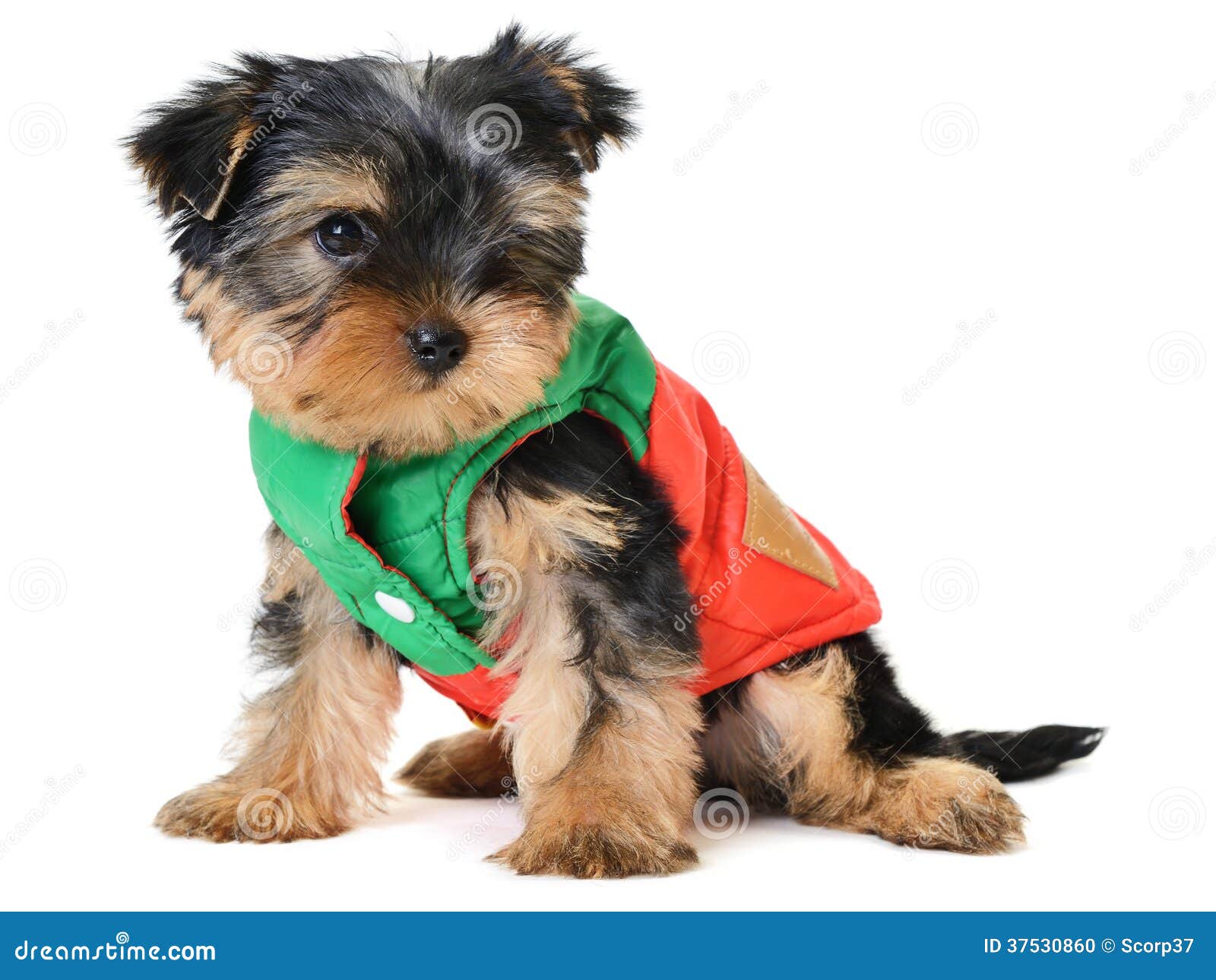 Yorkie stock photo. Image of fluffy, looking, single - 37530860