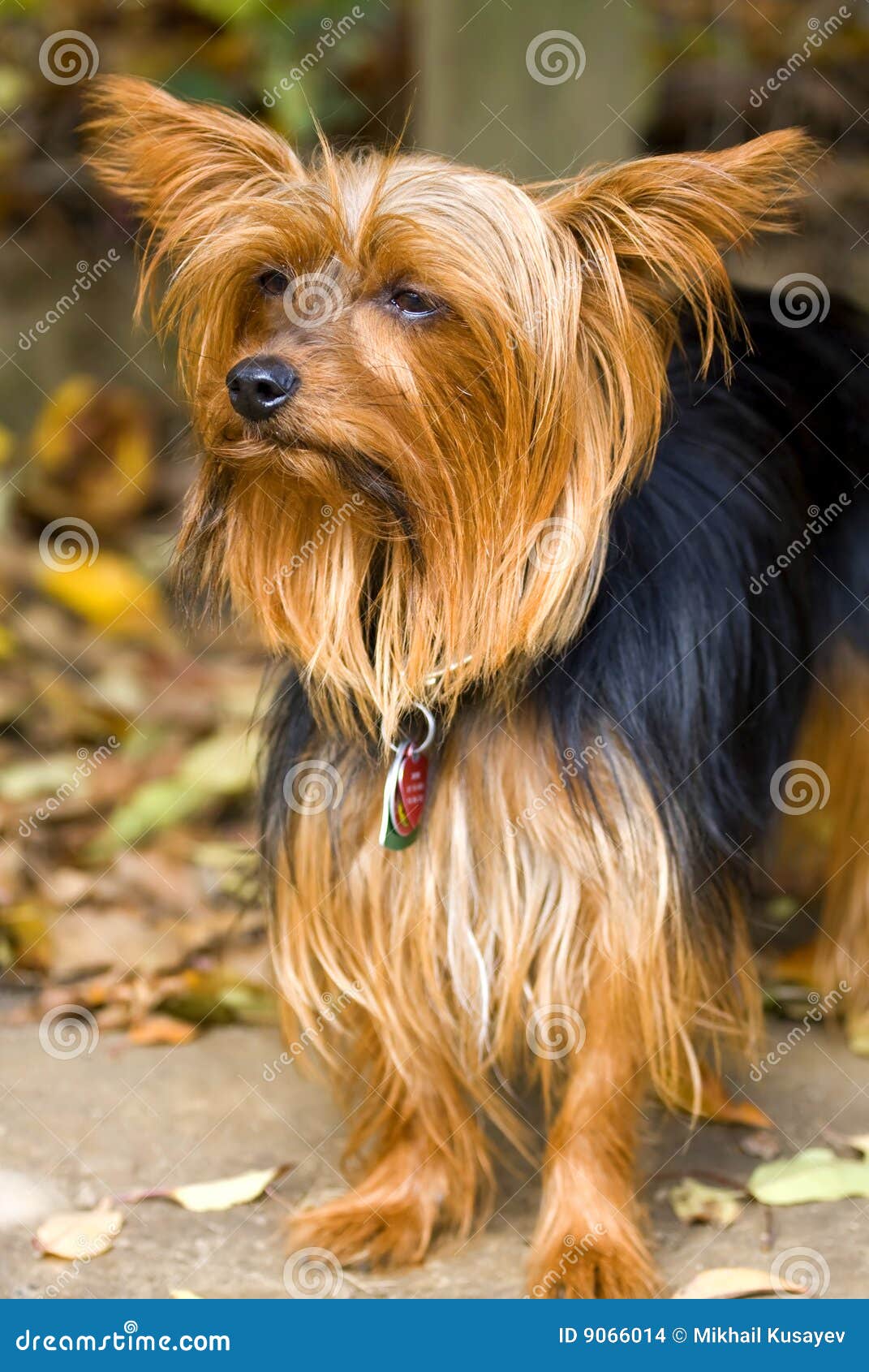 Yorkie stock photo. Image of animal, puppy, fluffy, front - 9066014