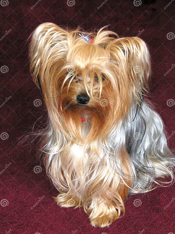 Yorkie Dog stock image. Image of cuddly, cute, domestic - 222533