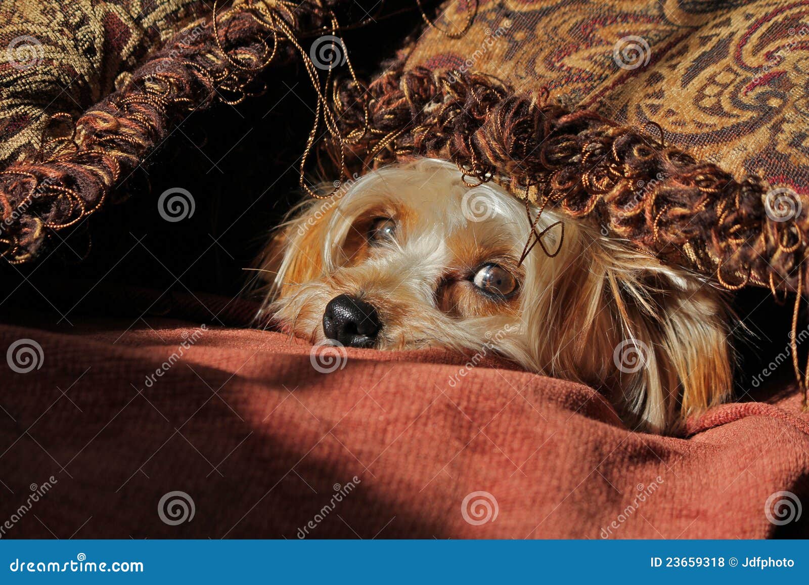 Yorkie Dog Looking stock photo. Image of look, terrier - 23659318