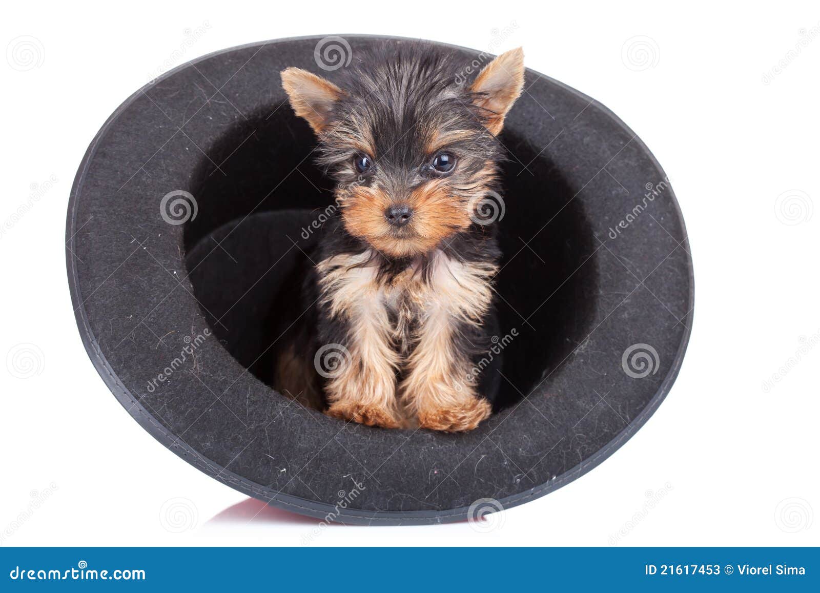 Yorkie in a hat stock image. Image of puppy, sitting - 21617453