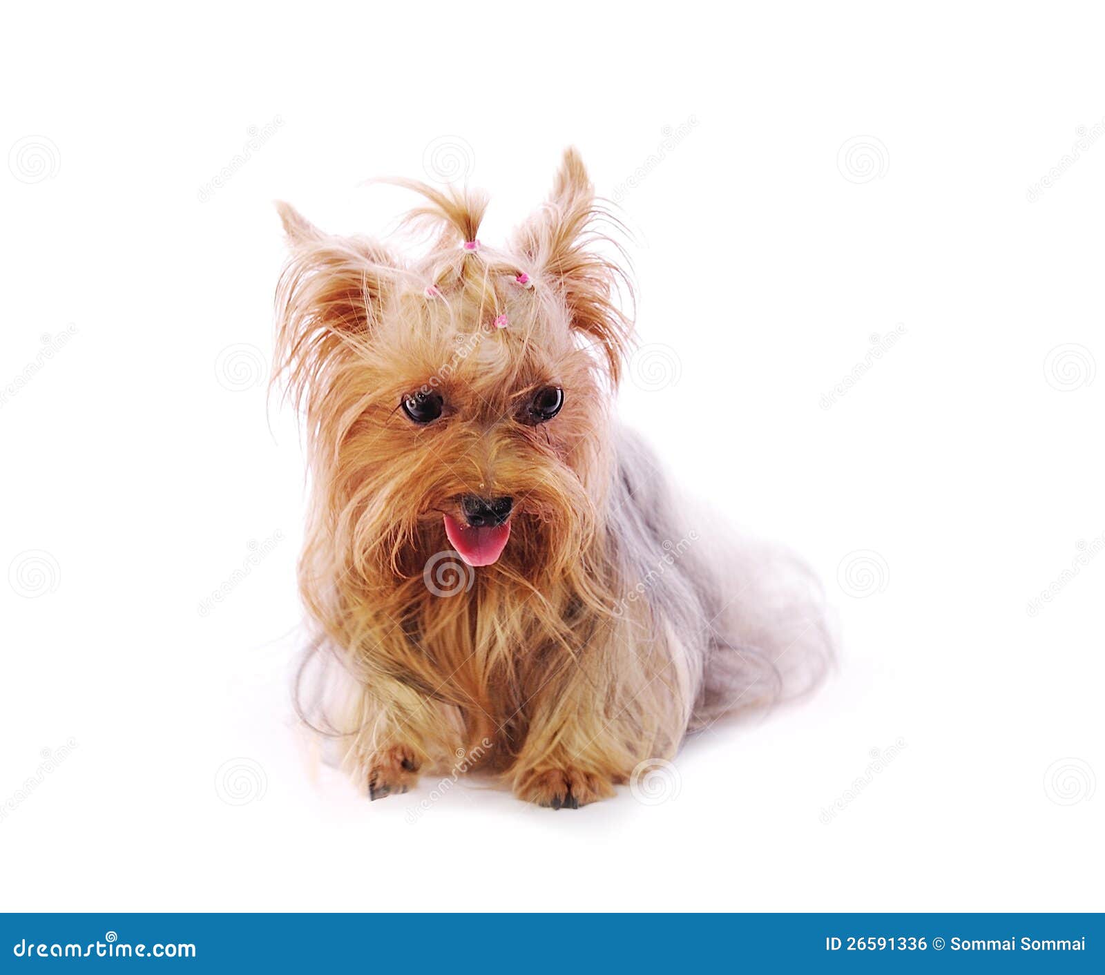 Yorkie hermoso foto de archivo. Imagen de lindo, blanco - 26591336