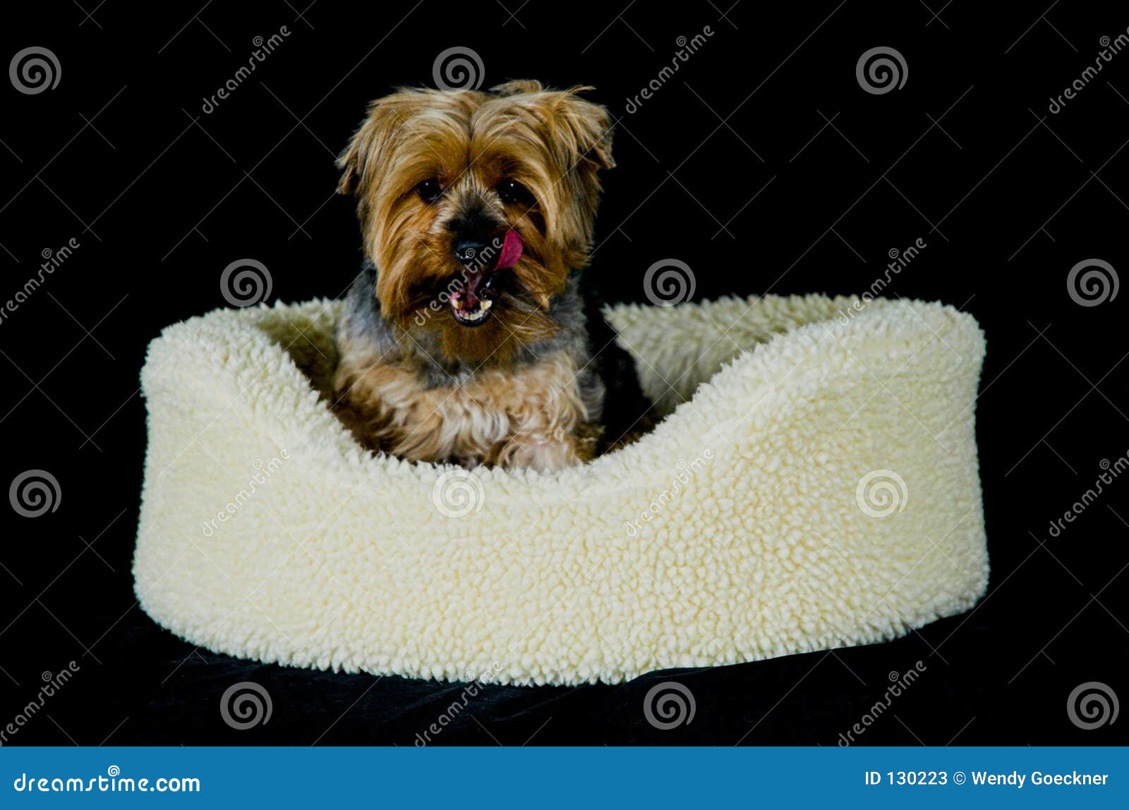 Yorkie lindo imagen de archivo. Imagen de piel, lindo, peludo - 130223