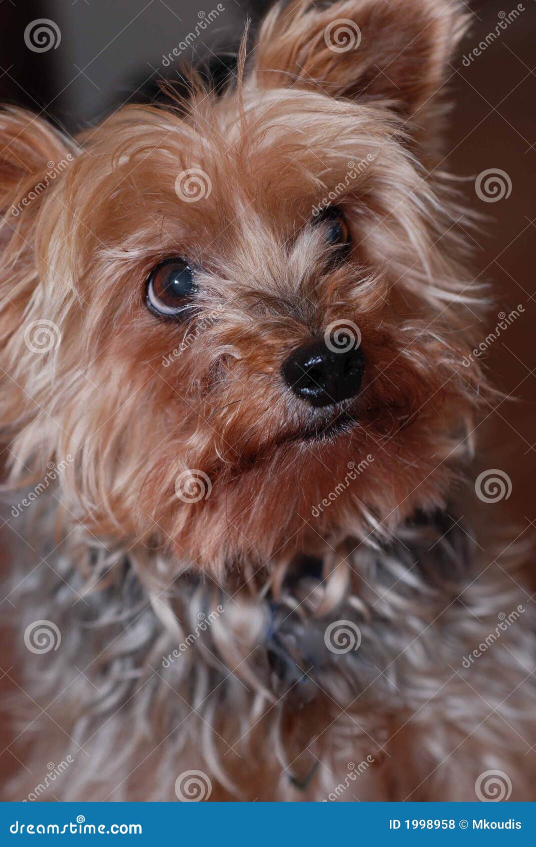 Yorkie Pup stock photo. Image of breed, mouth, cute, adorable - 1998958