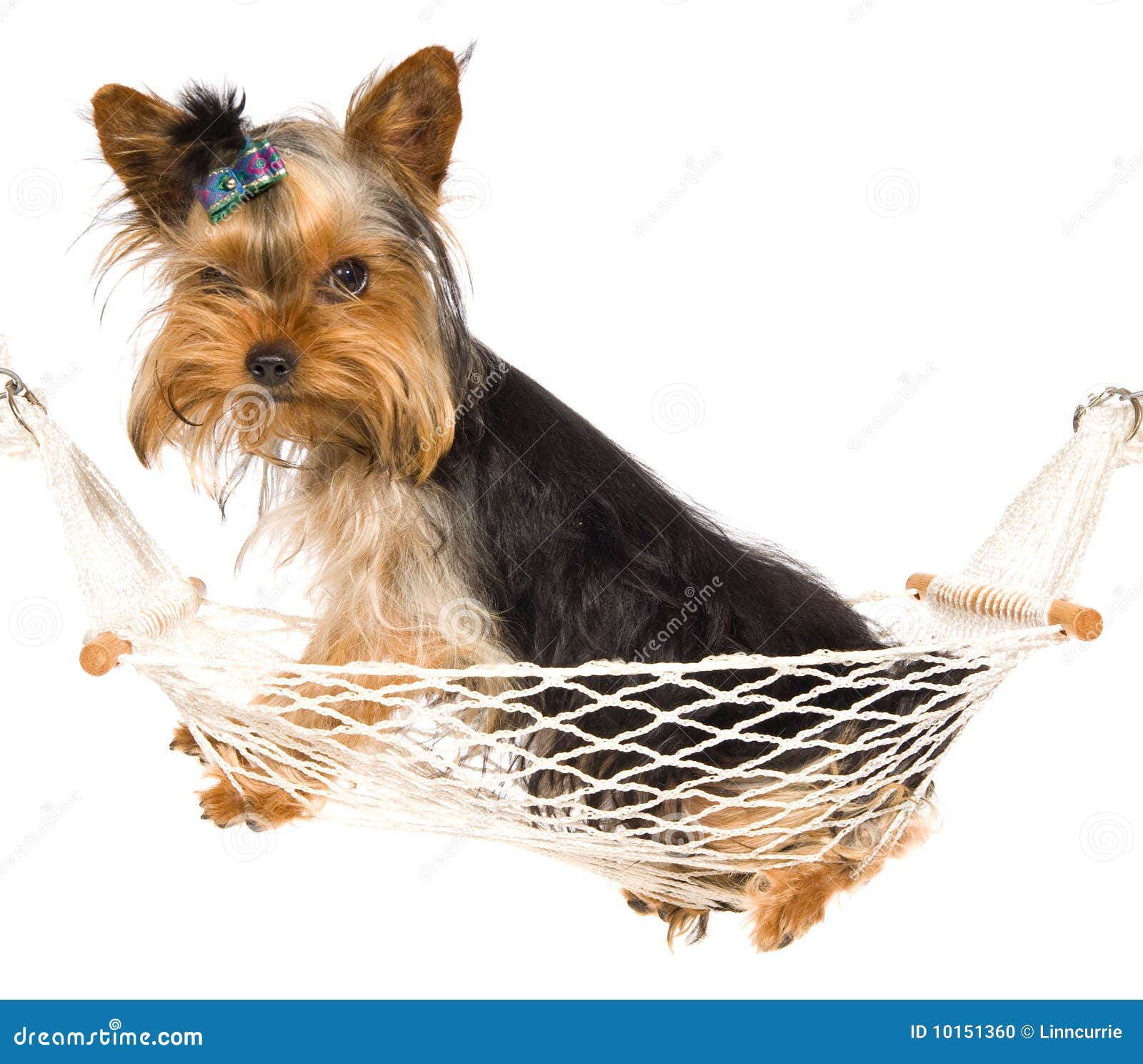 Yorkie Pup Inside Mini Hammock Stock Photo - Image of loving, miniature ...