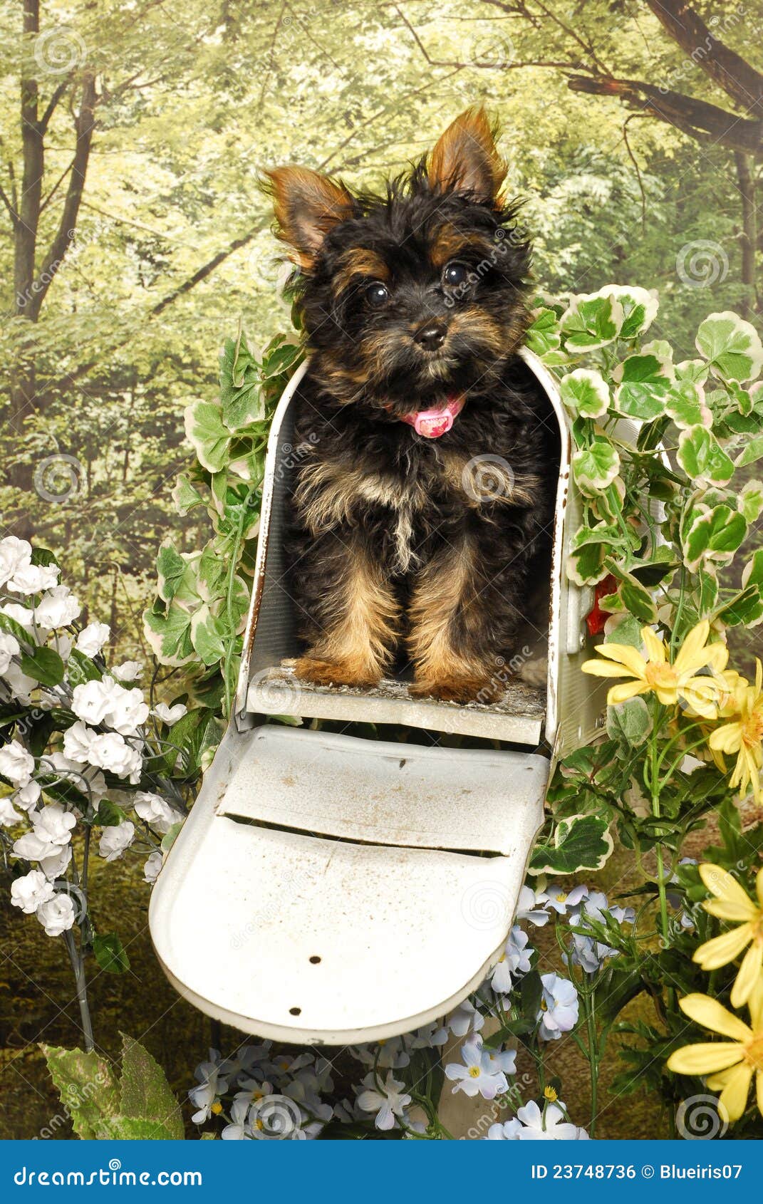 Yorkie Pup in a Mailbox stock photo. Image of sitting - 23748736