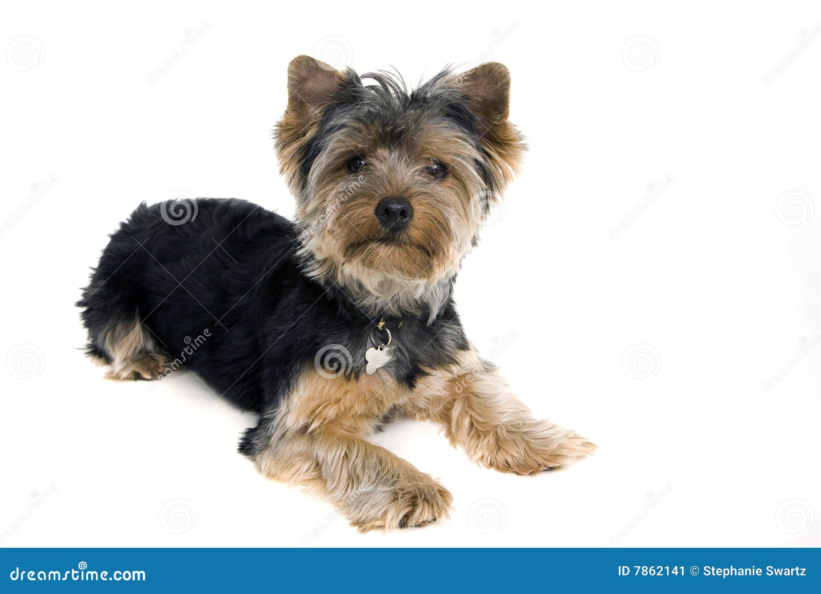 Yorkie puppy stock image. Image of white, black, confused - 7862141
