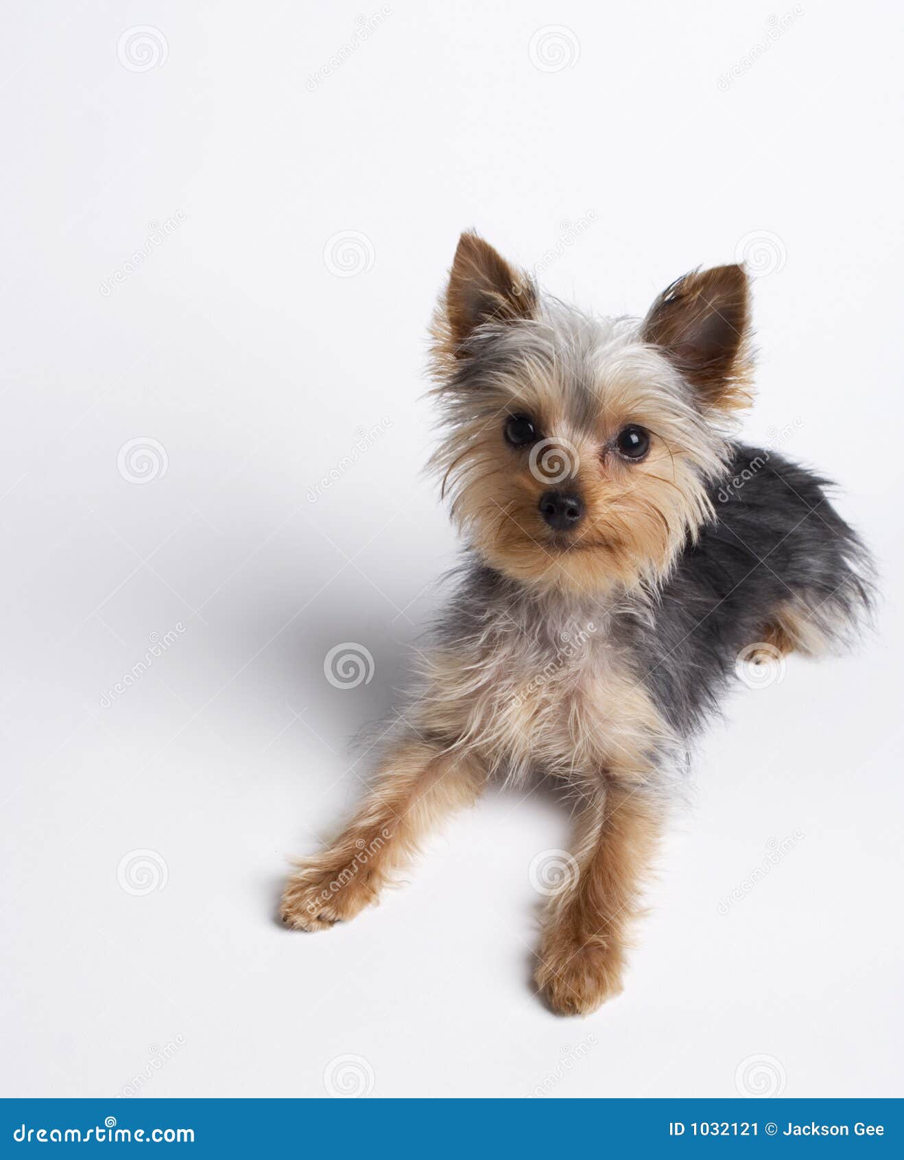 Yorkie puppy laying stock image. Image of standing, yorkie - 1032121