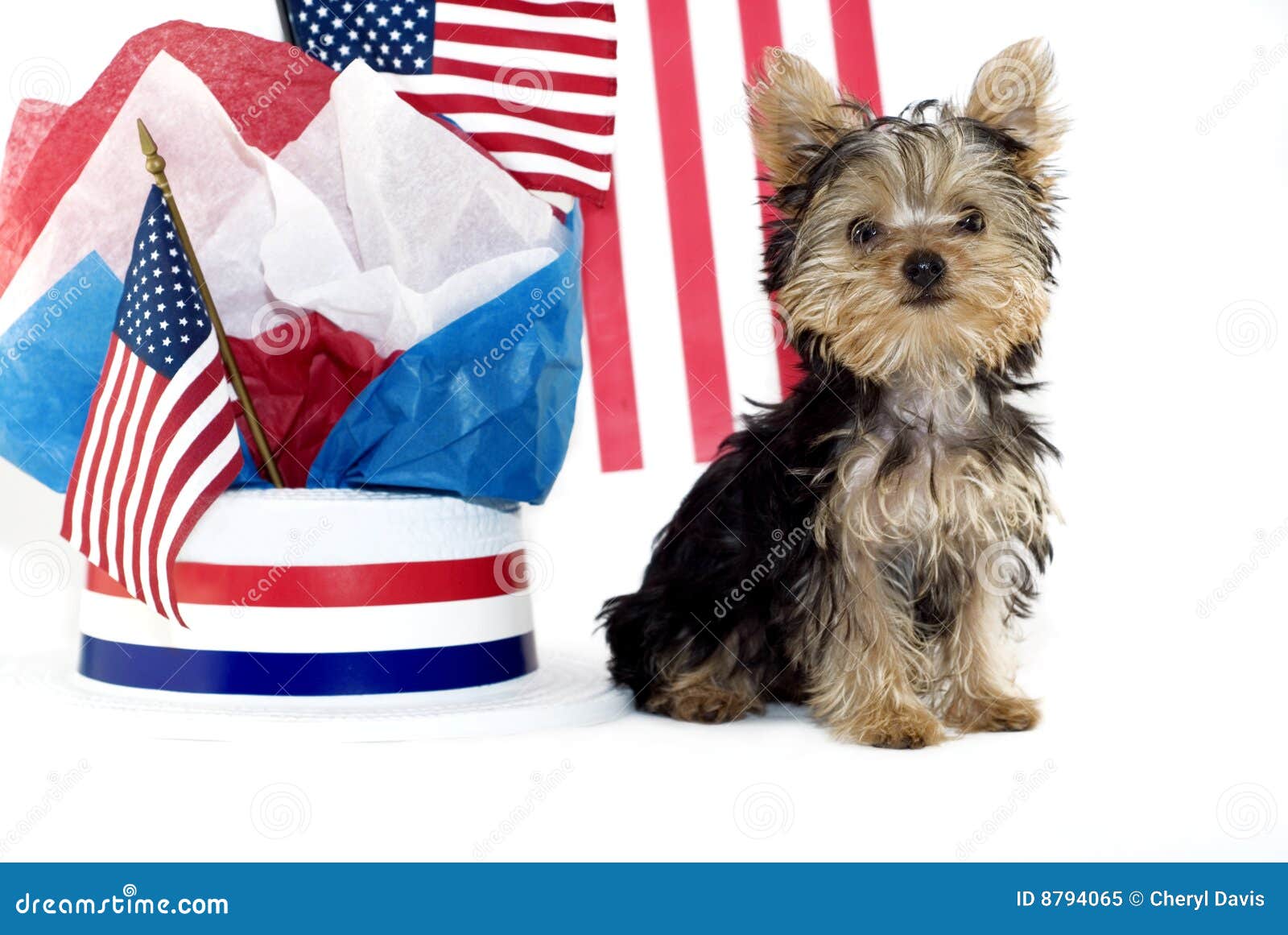 Patriotic Yorkie Royalty-Free Stock Photography | CartoonDealer.com ...