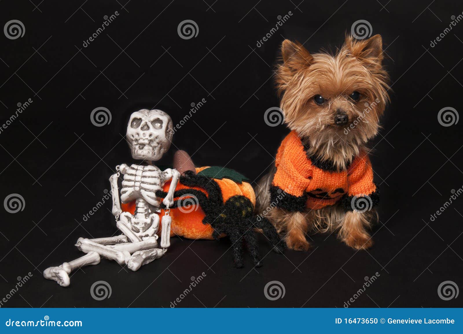 Yorkie ready for halloween stock photo. Image of fall - 16473650