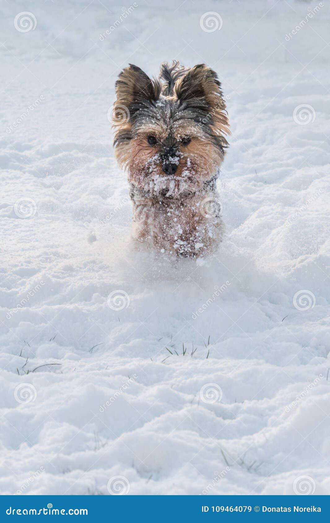 Yorkshire Terrier Running in the Snow Stock Image - Image of white ...