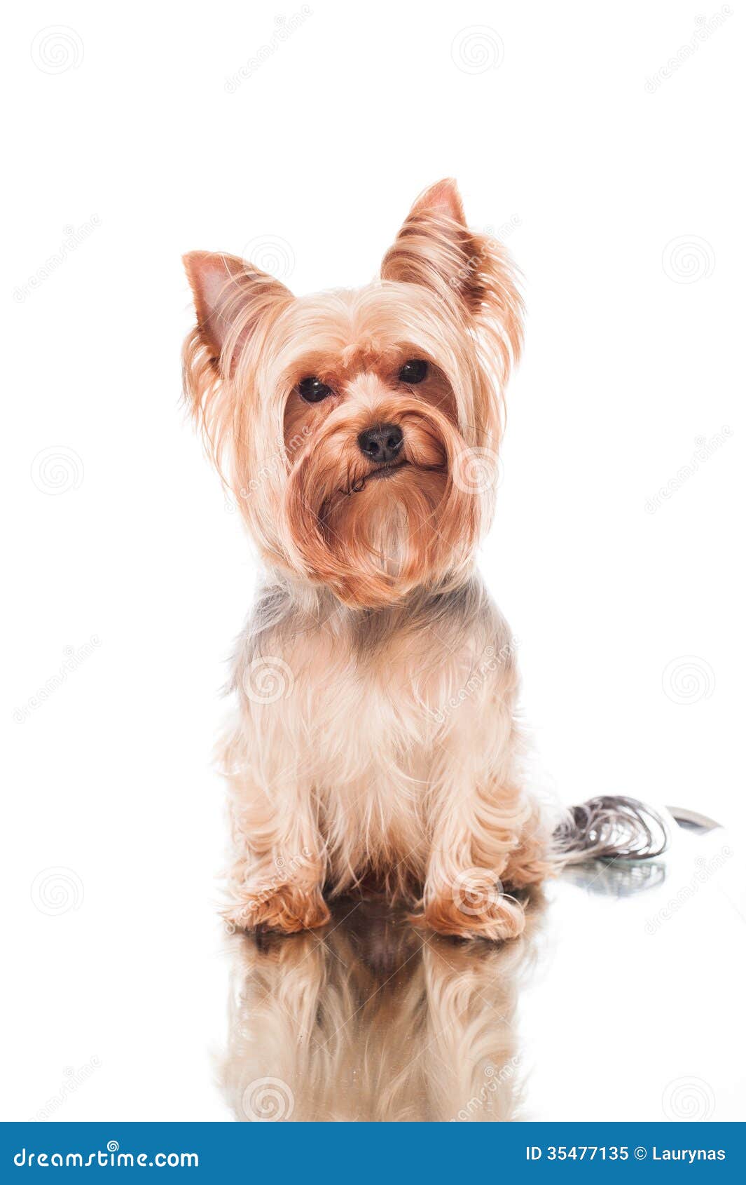 Yorkie Sitting on White Background Stock Image - Image of canine ...