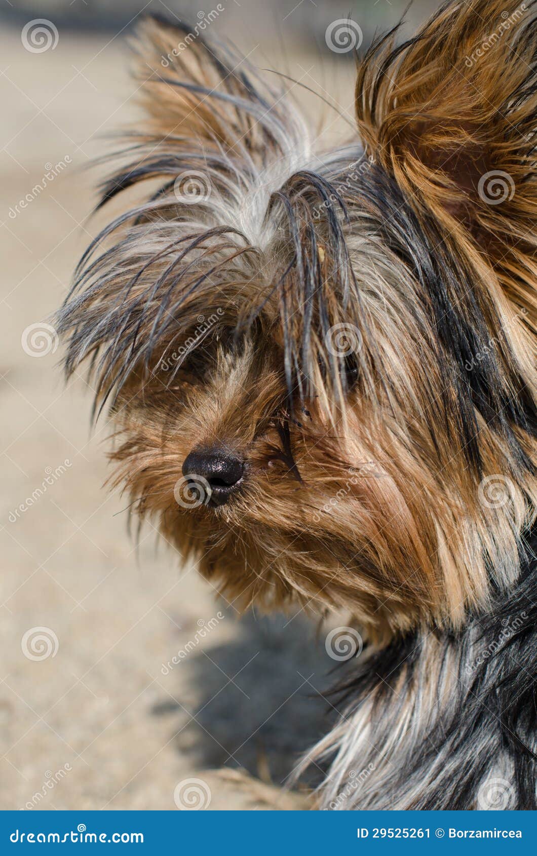 Yorkie terrier stock image. Image of tail, playful, bark - 29525261