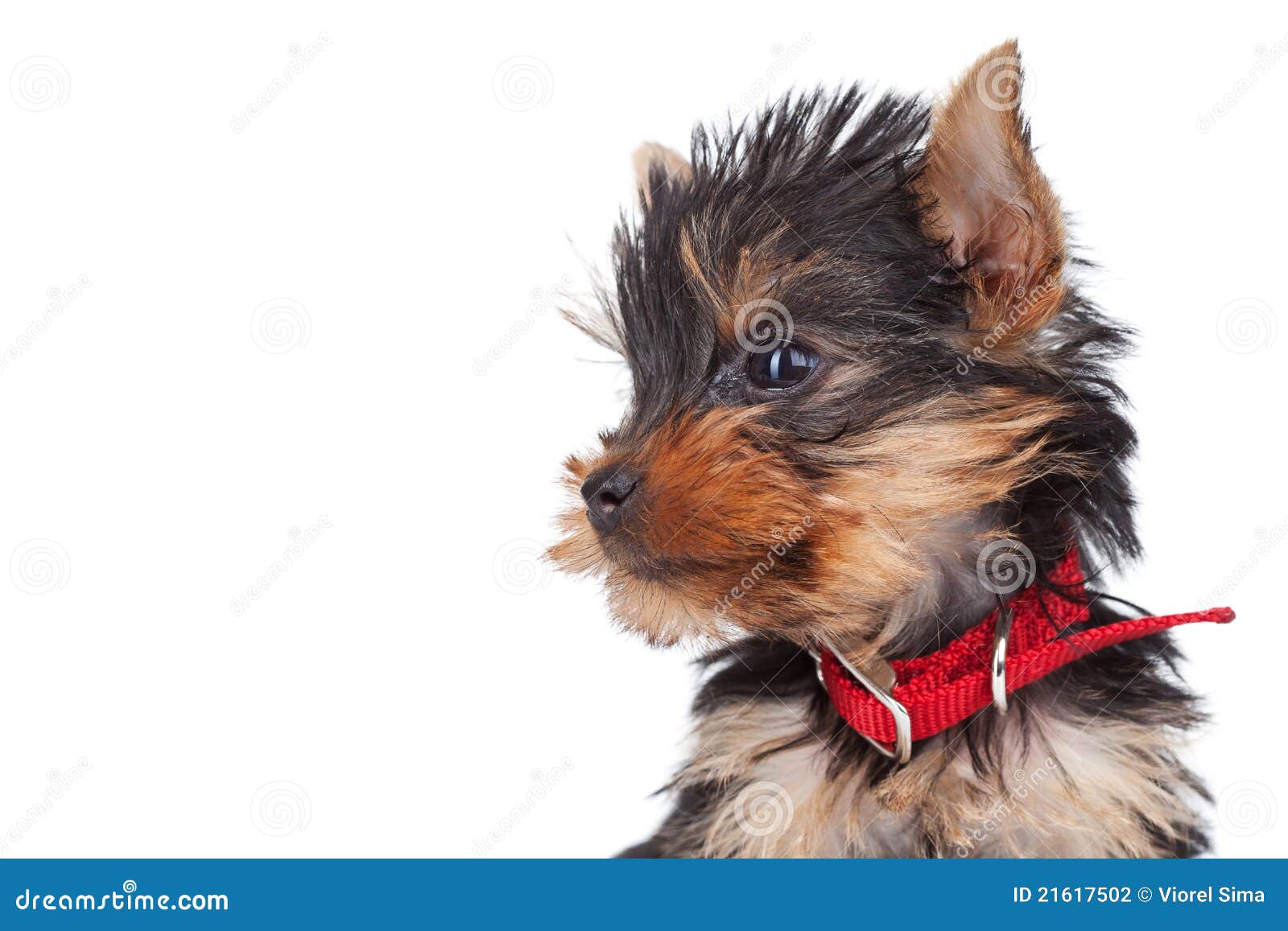 Yorkie toy s head stock photo. Image of purebred, yorkie - 21617502