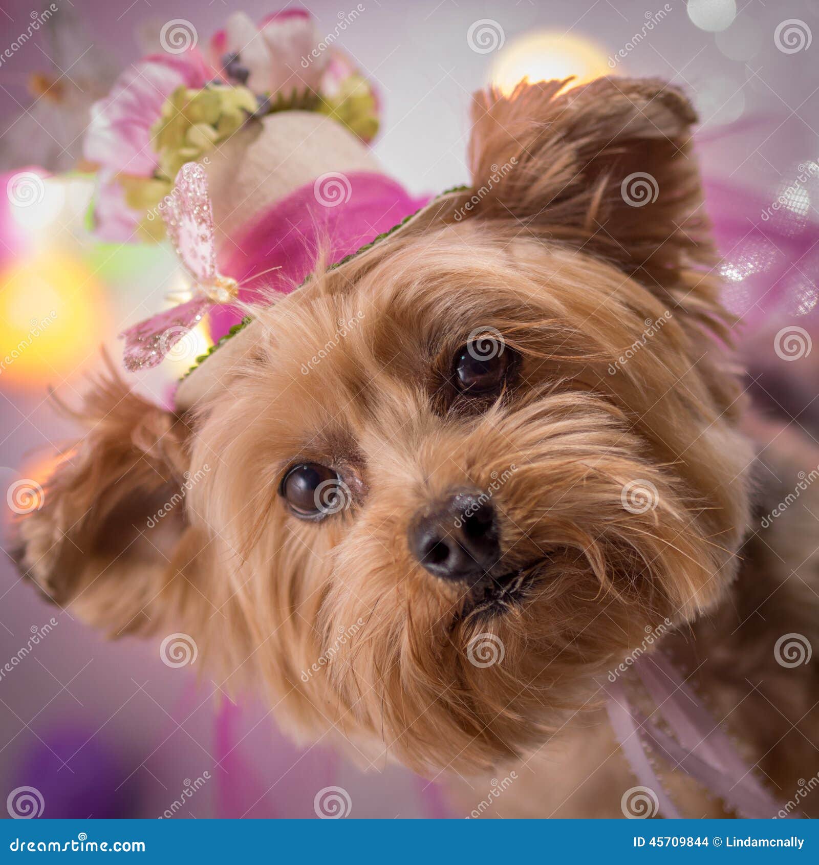 Yorkie Dog Wearing Flowered Top Hat Stock Photo - Image of easter ...