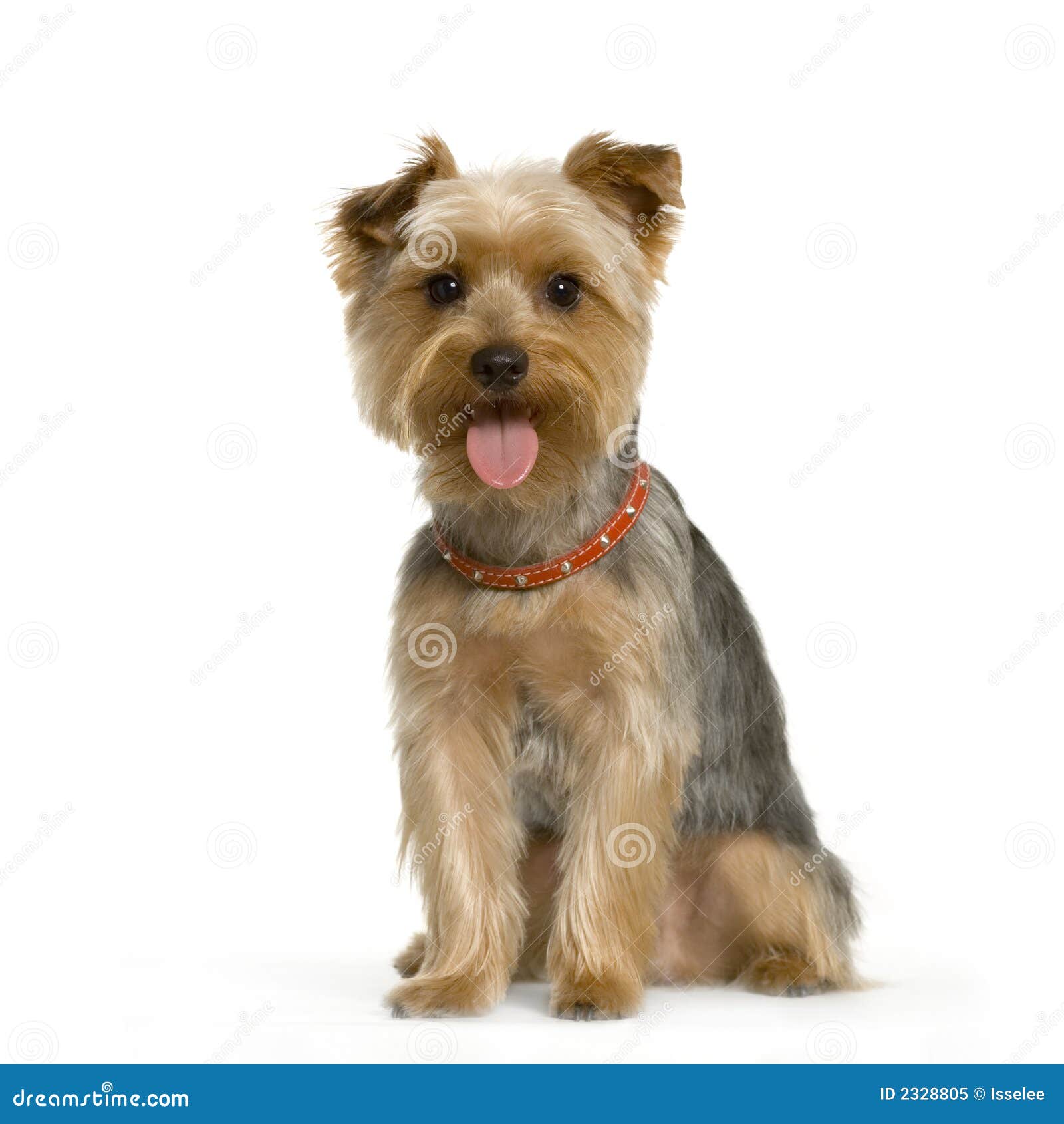 Yorkshire imagen de archivo. Imagen de gris, casta, perro - 2328805