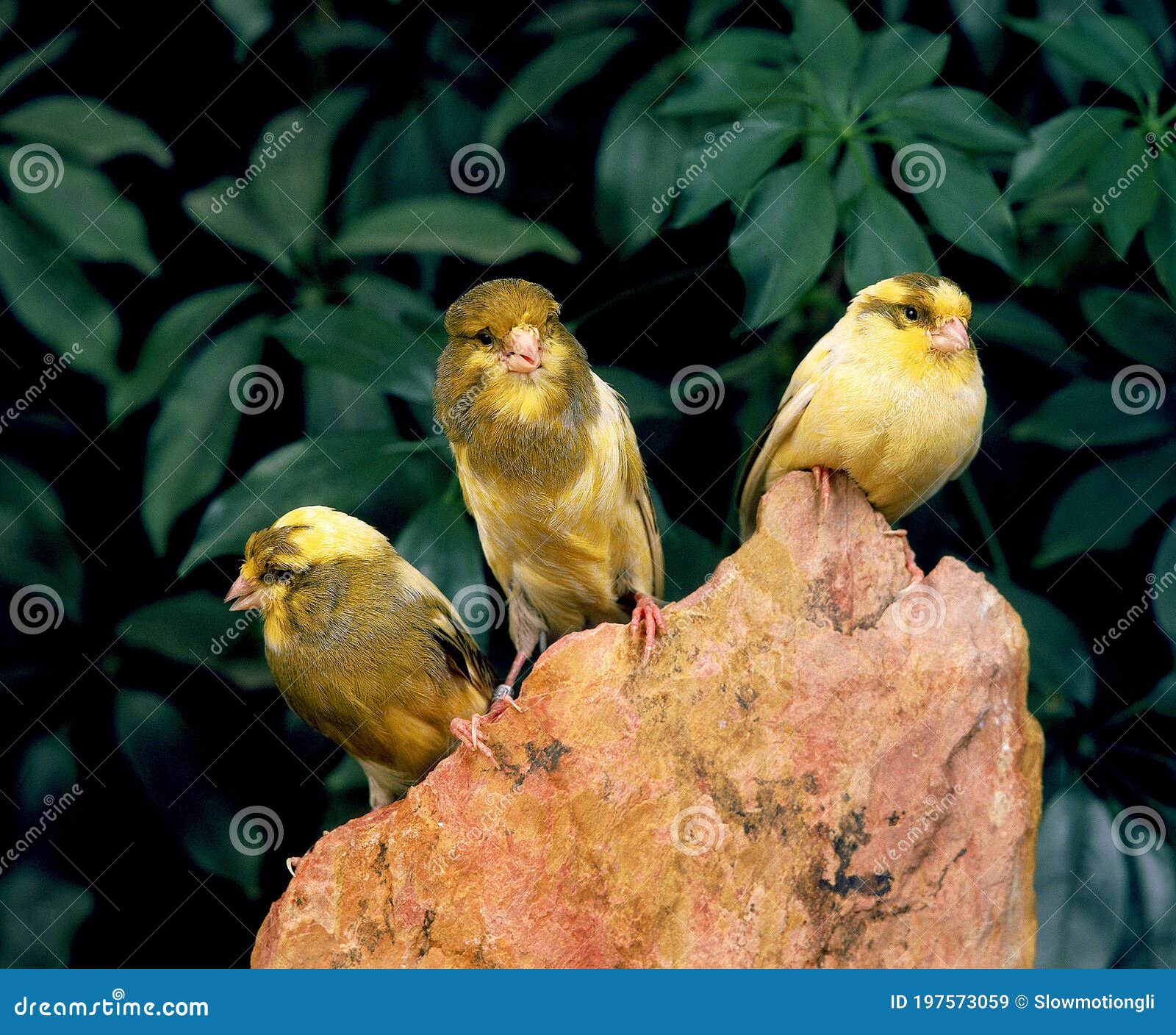 Yorkshire Canaries, Serinus Canaria Stock Image - Image of animal ...