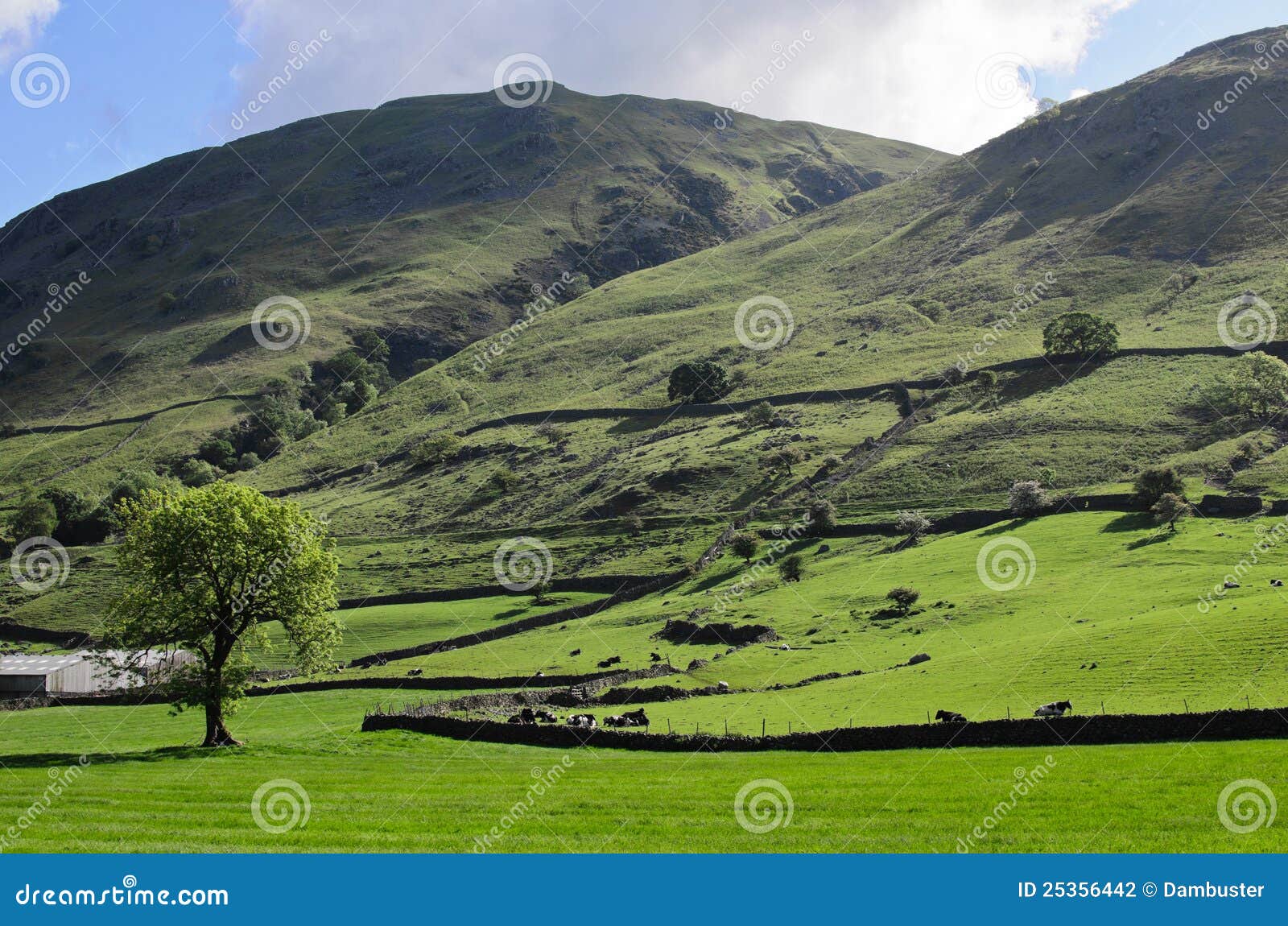 The Yorkshire Dales Landscape Stock Photo - Image of dales, meadow ...